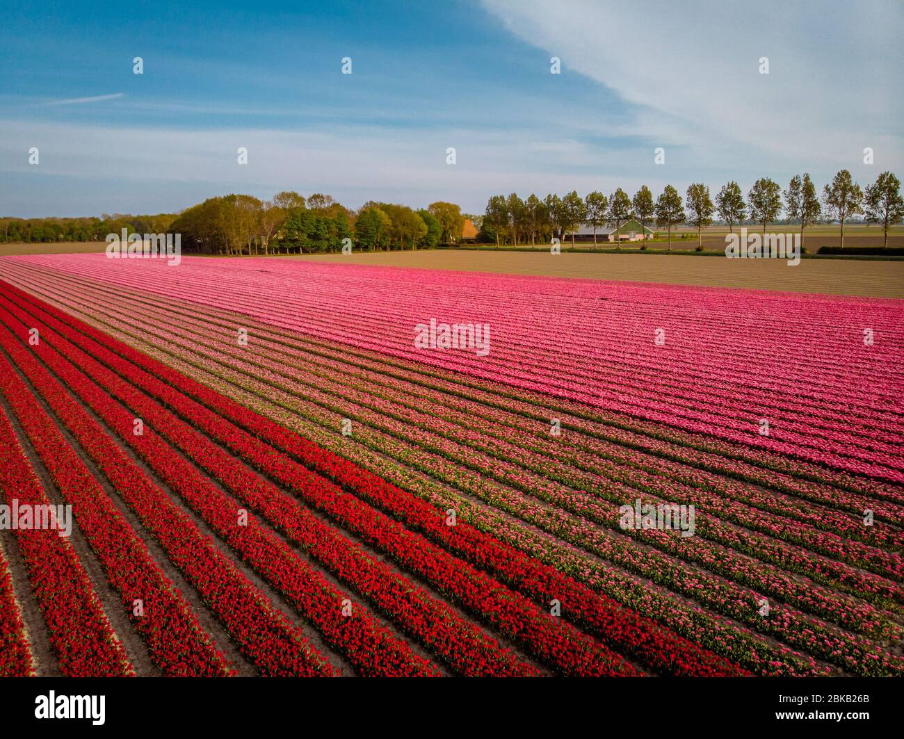 Tulip flower field in the Netherlands Noordoostpolder during sunset ...