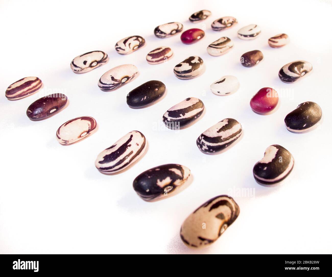 Still life of Phaseolus coccineus (Runner Bean) seeds on a white ...