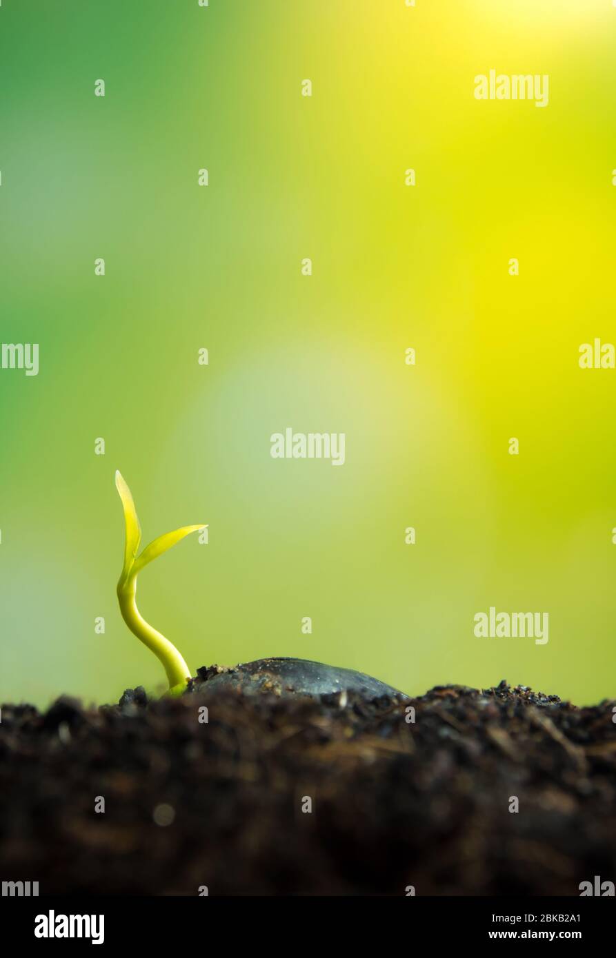 Freshness new life growing from seed, leaves of young plant seedling in ...