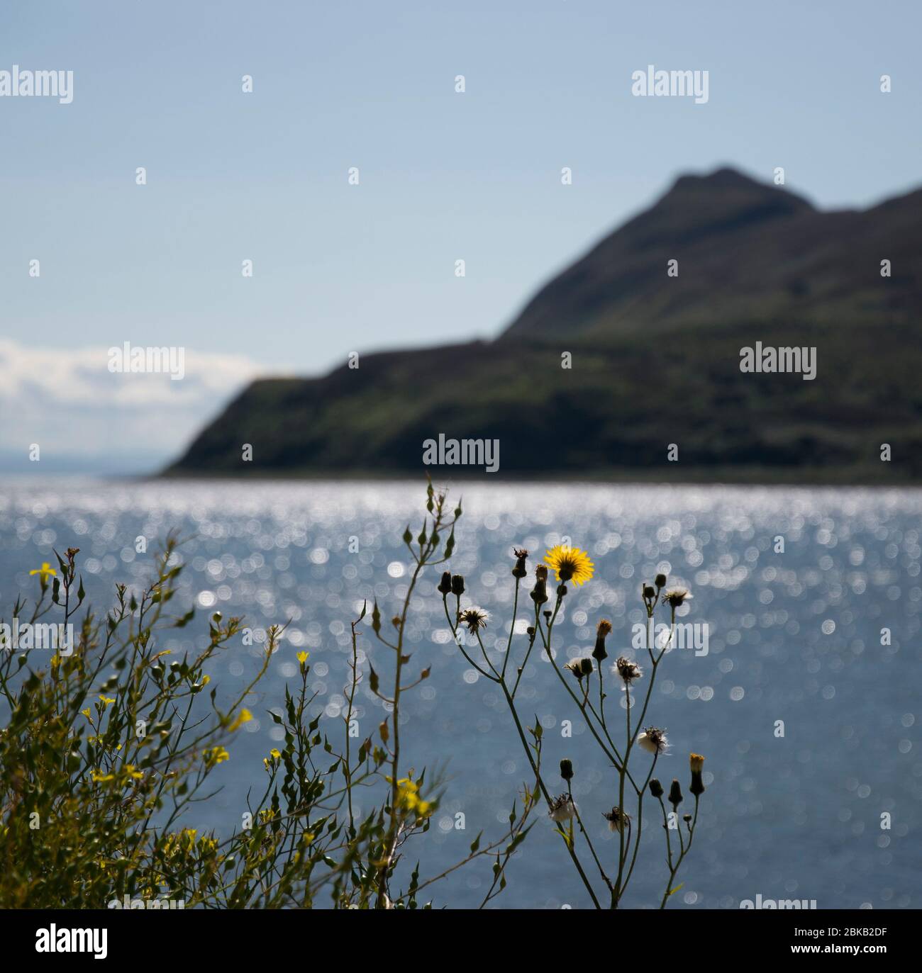 holy isle from lamlash with wild flower, arran Stock Photo - Alamy