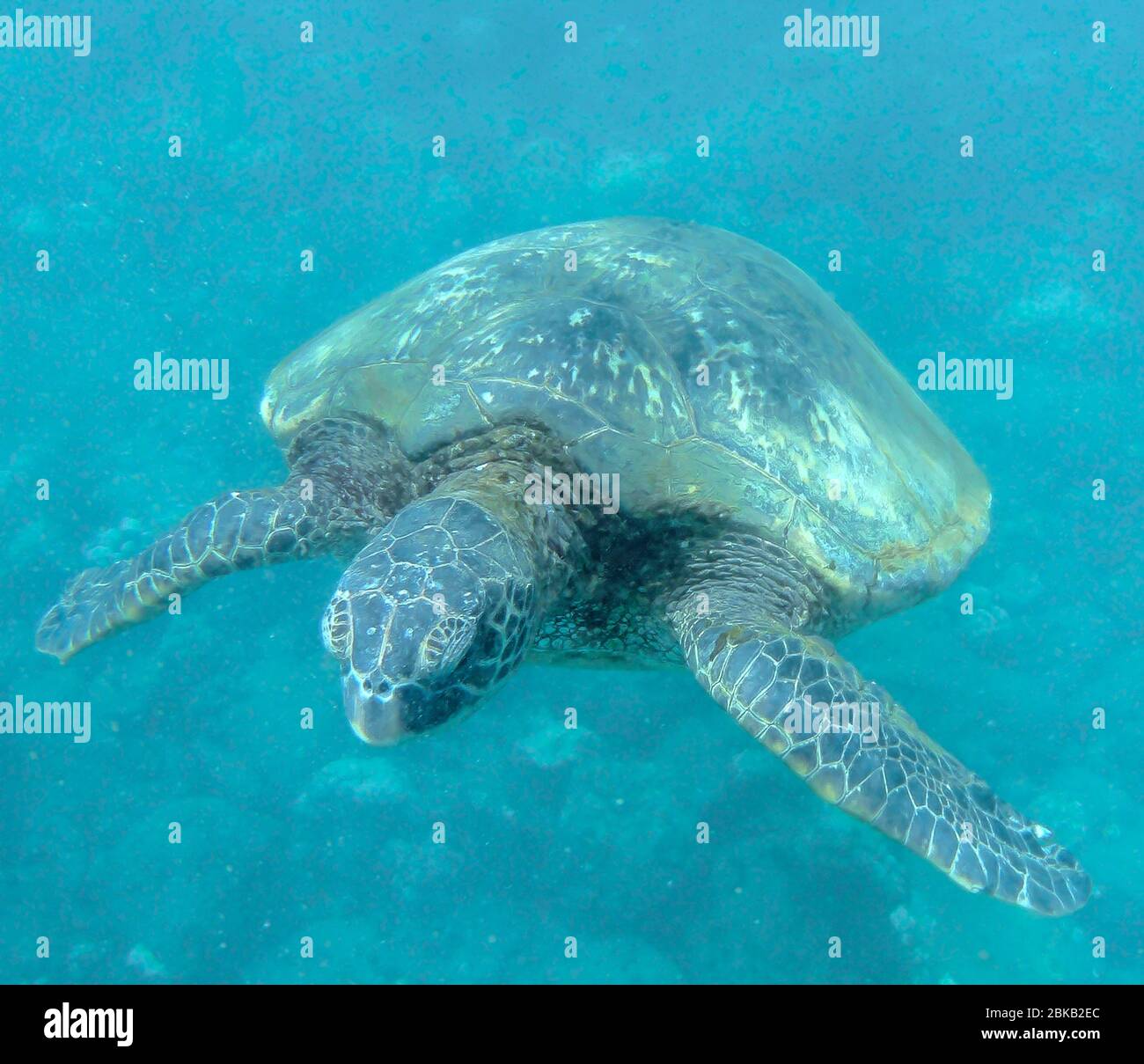 green sea turtle Stock Photo - Alamy