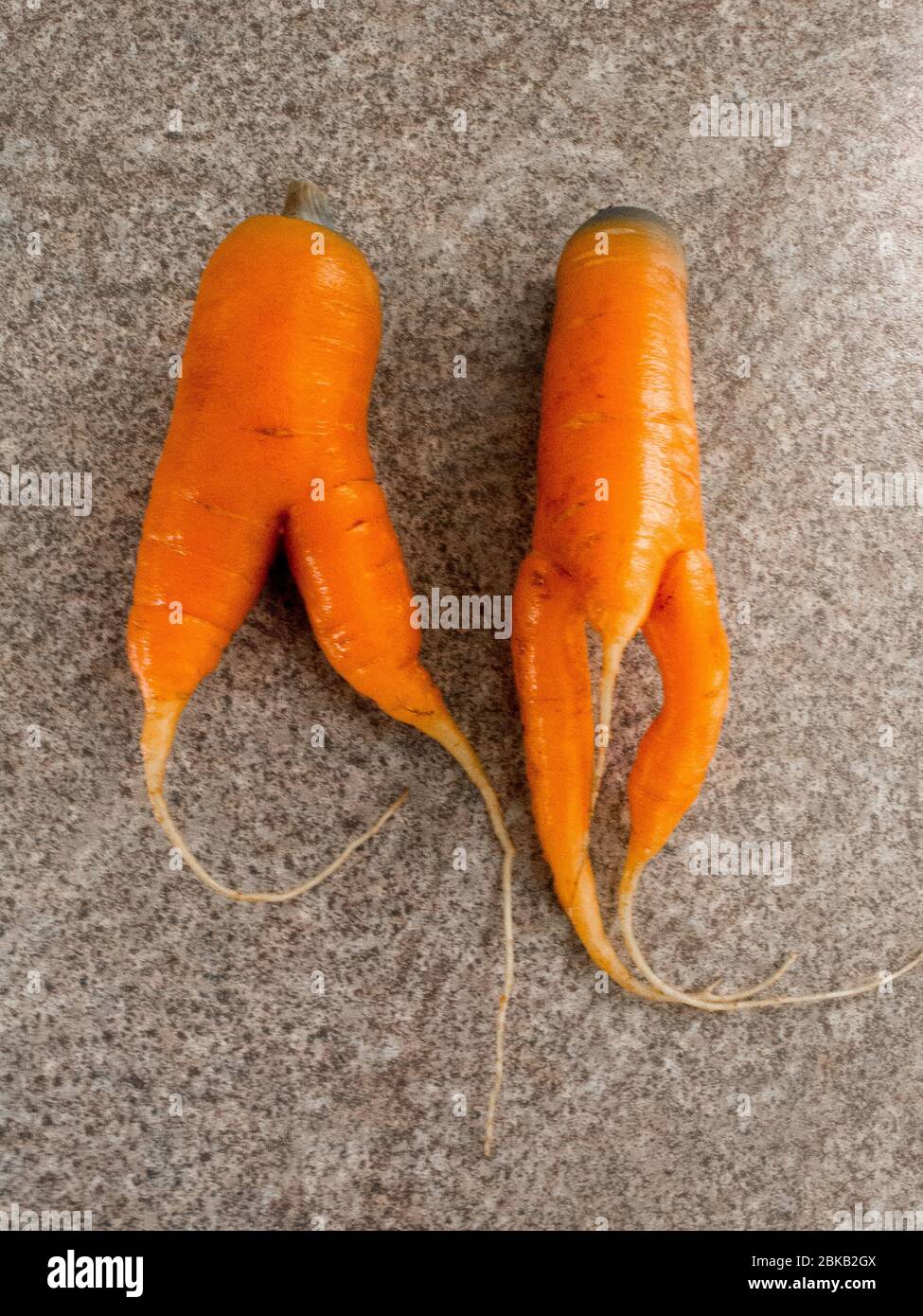 Two misshapen carrots, Daucus carota, on a grey kitchen worktop Stock ...
