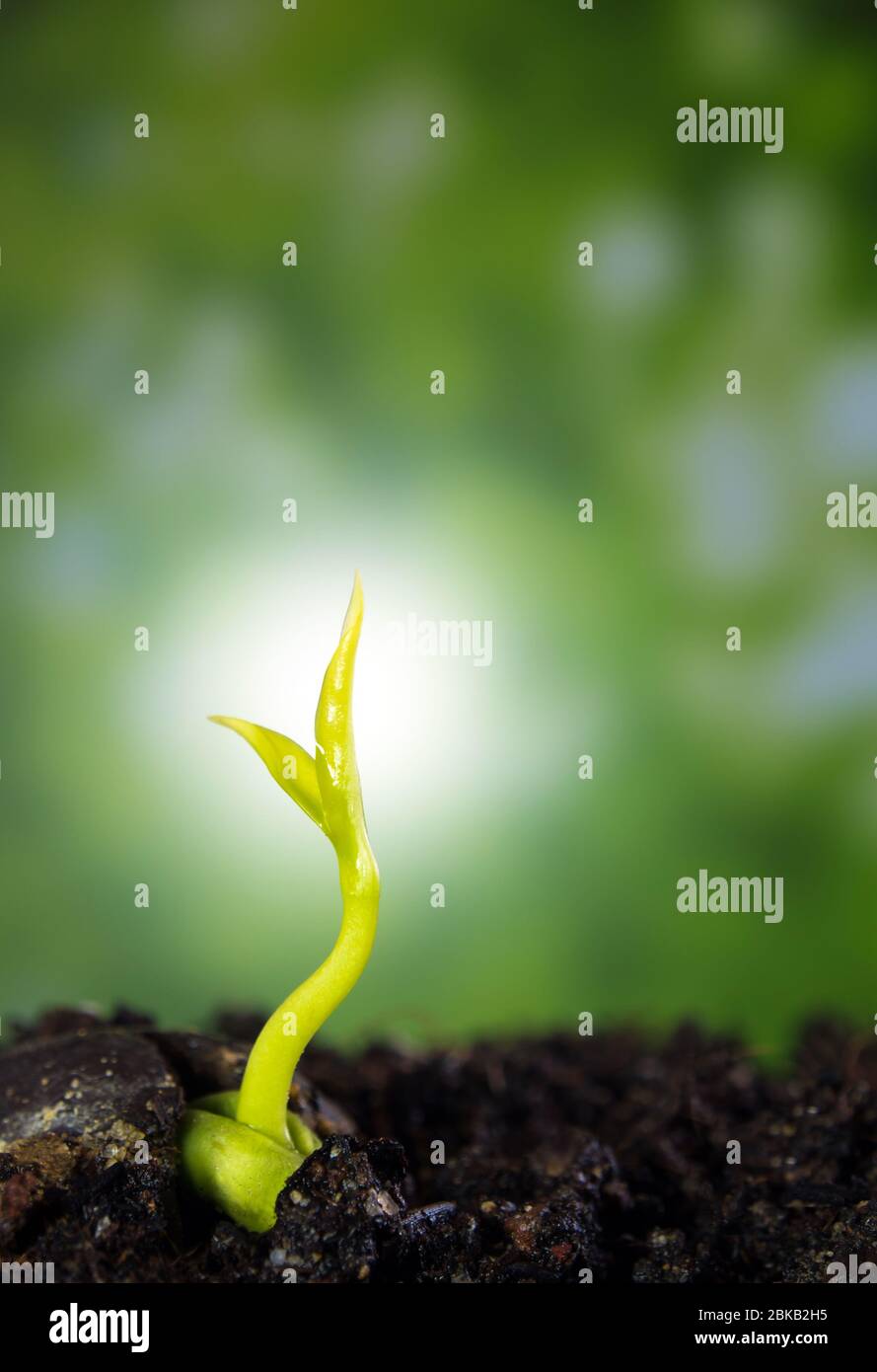 Freshness new life growing from seed, leaves of young plant seedling in ...