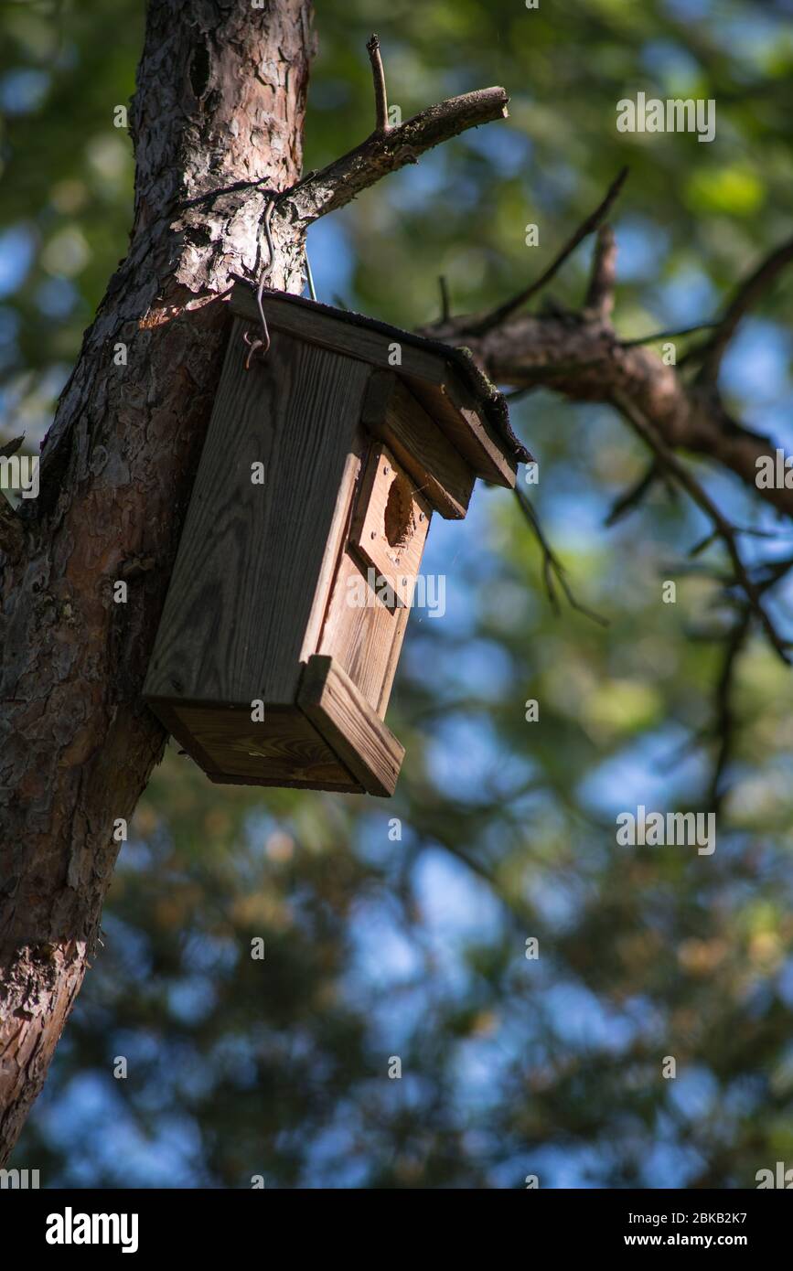 A closer look at a bird house on a tree Stock Photo - Alamy
