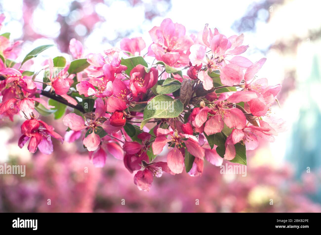 Beautiful flowers on a tree branch. Spring Background. Blossom tree ...