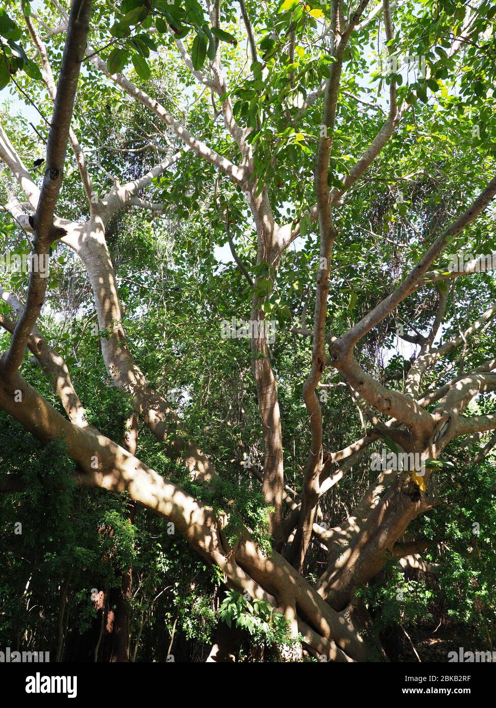 Tropical tree at TULUM city in Mexico in 2018 warm sunny winter day ...