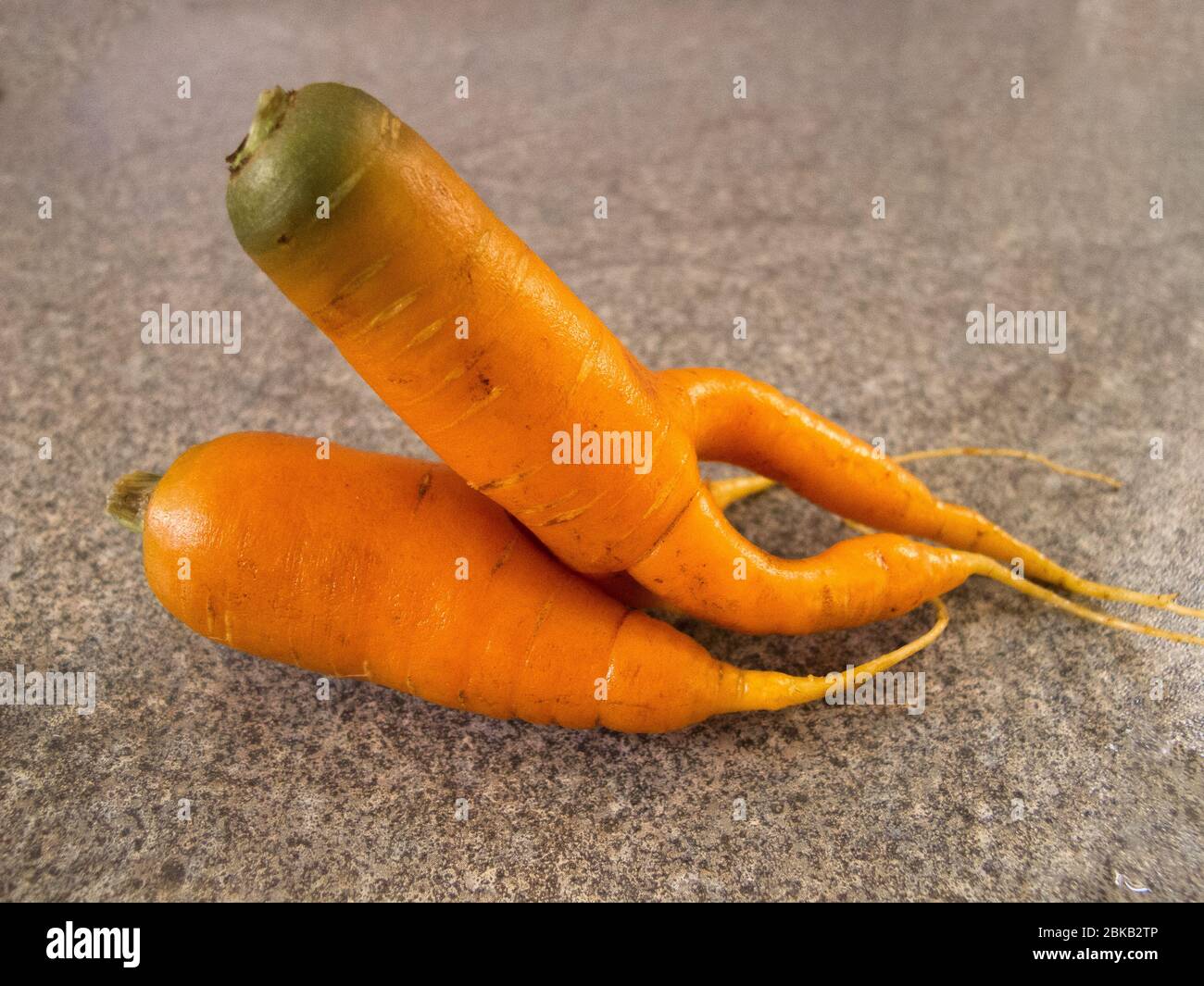 Two misshapen carrots, Daucus carota, on a grey kitchen worktop Stock ...