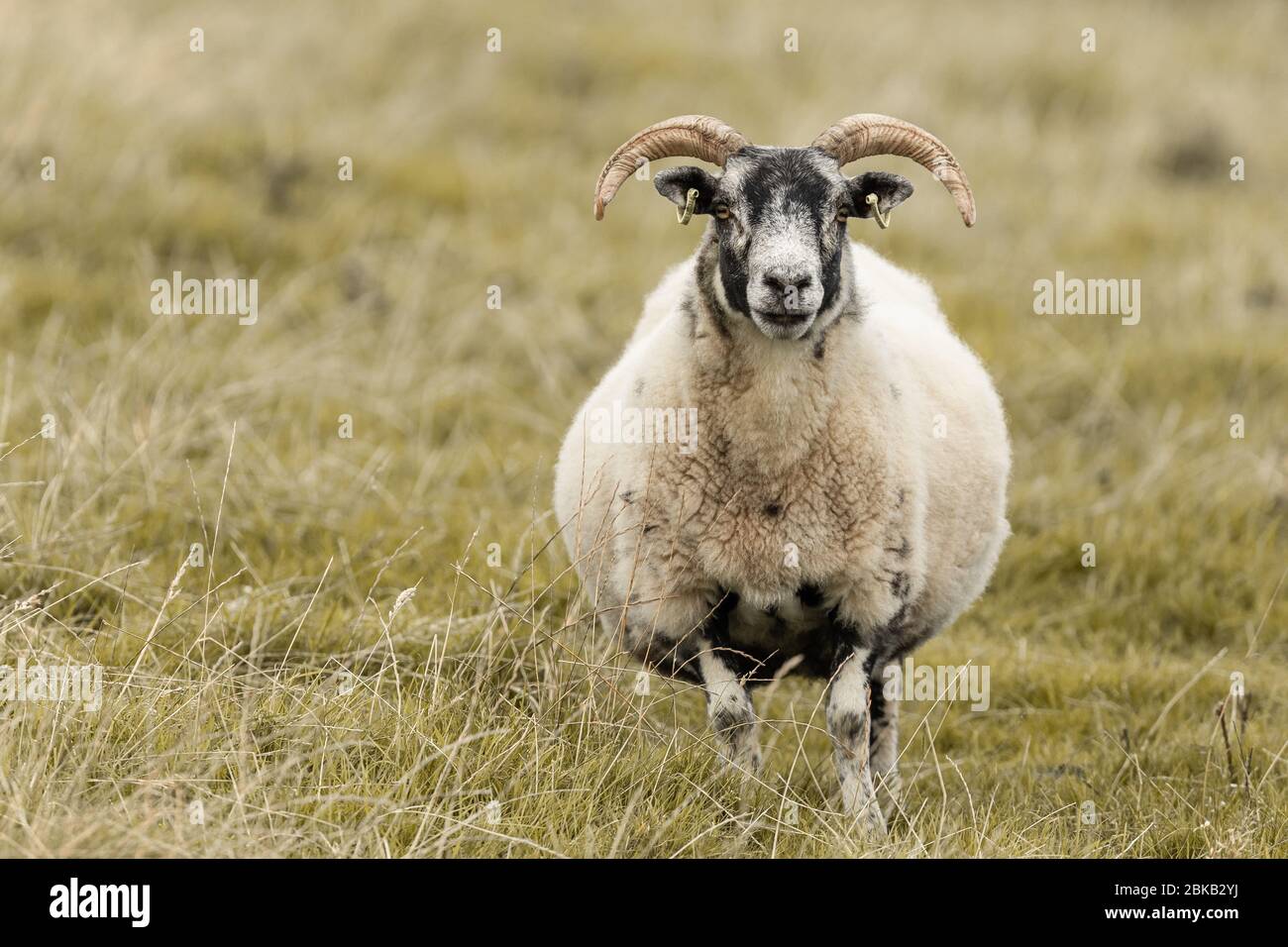 Highland Sheep Scotland Ram High Resolution Stock Photography and ...
