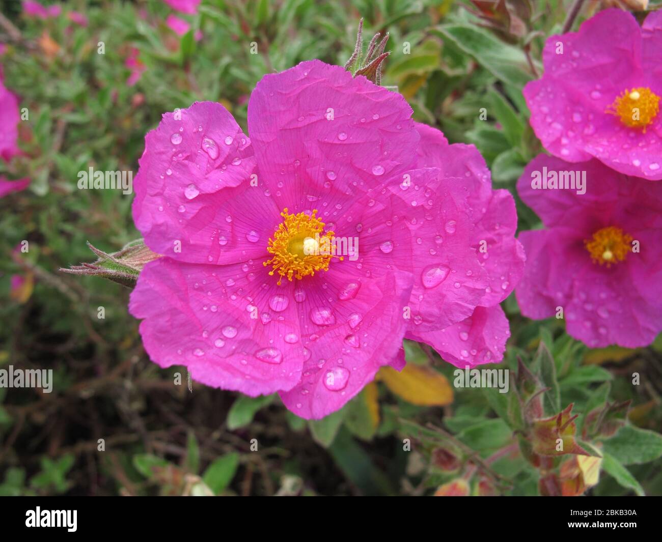 Cistus sp hi-res stock photography and images - Alamy