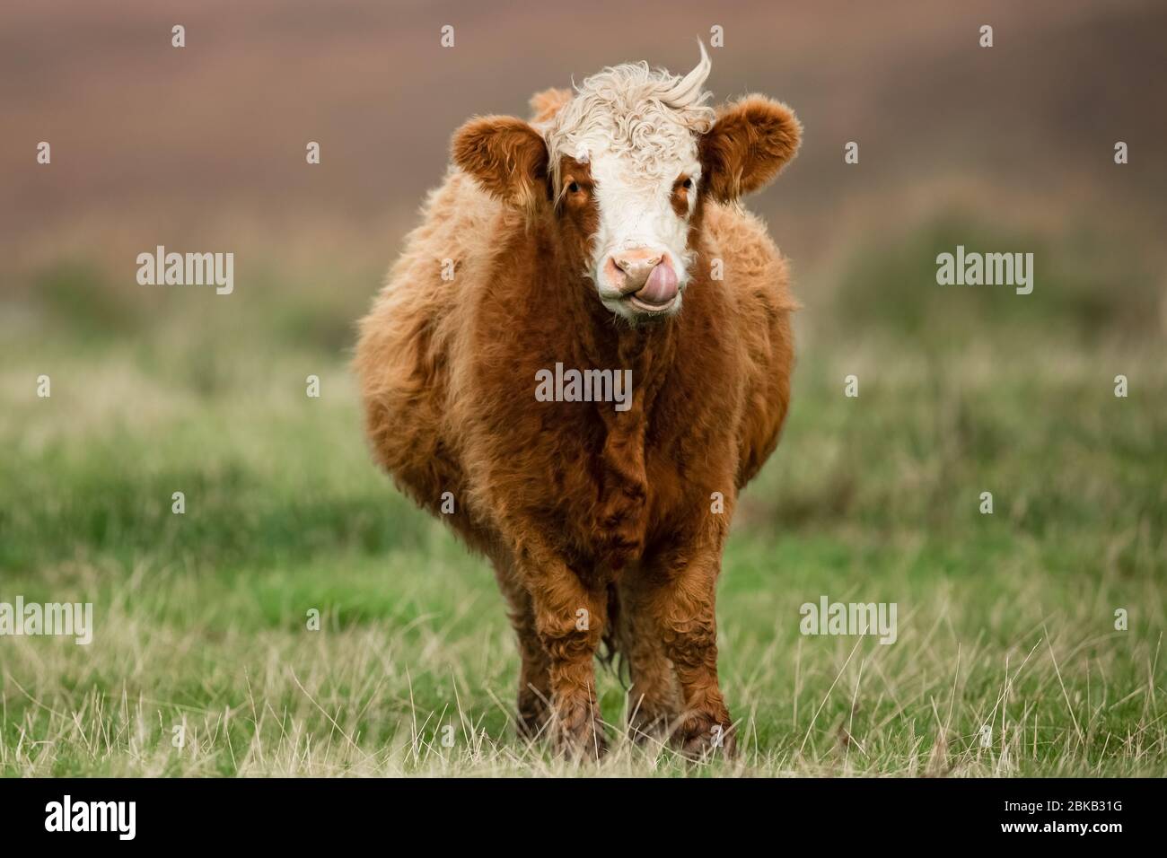 Scottish cow in a meadow Stock Photo - Alamy
