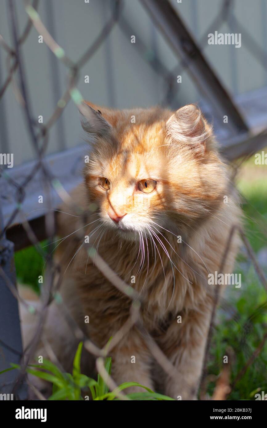 vertical portrait of a ginger cat behind bars Stock Photo - Alamy