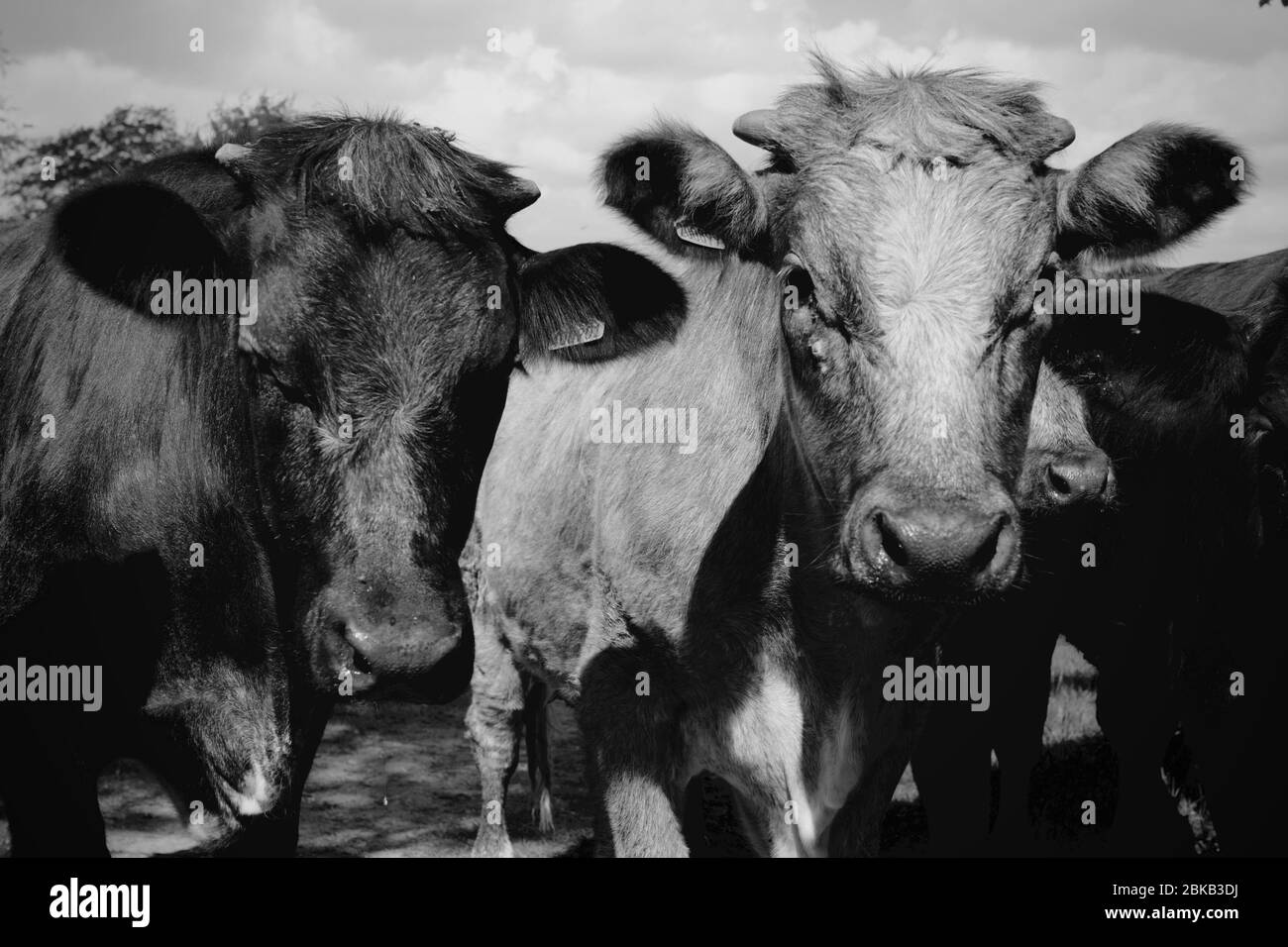 Animal standoff hi-res stock photography and images - Alamy