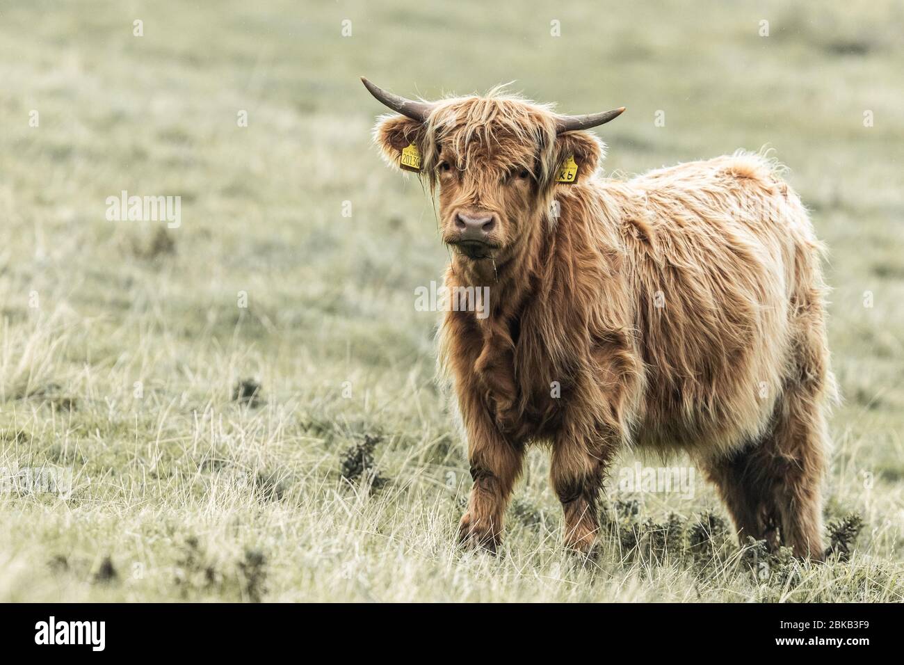 Scottish yak hi-res stock photography and images - Alamy