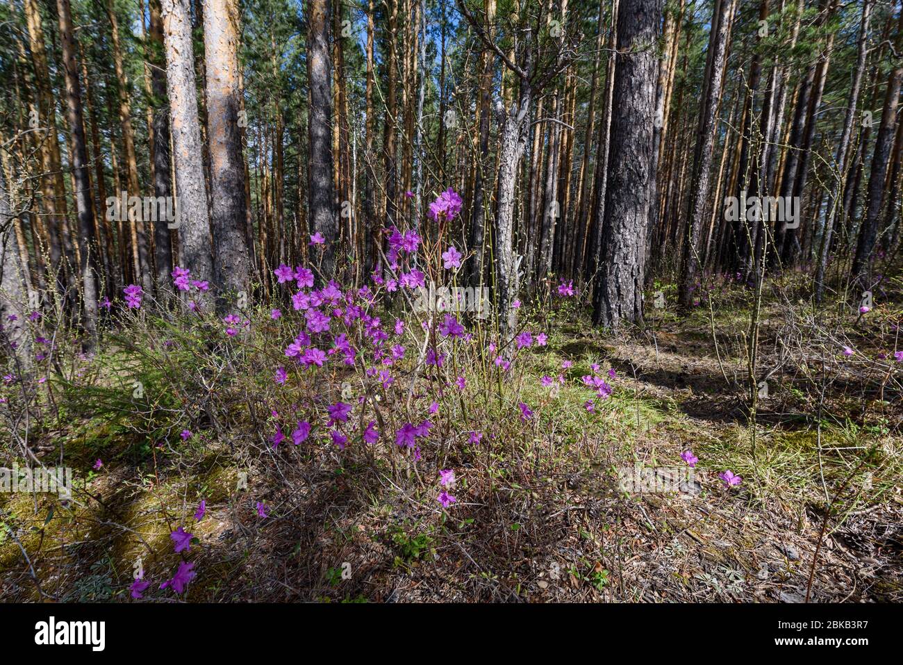 Labrador tea plant hi-res stock photography and images - Alamy