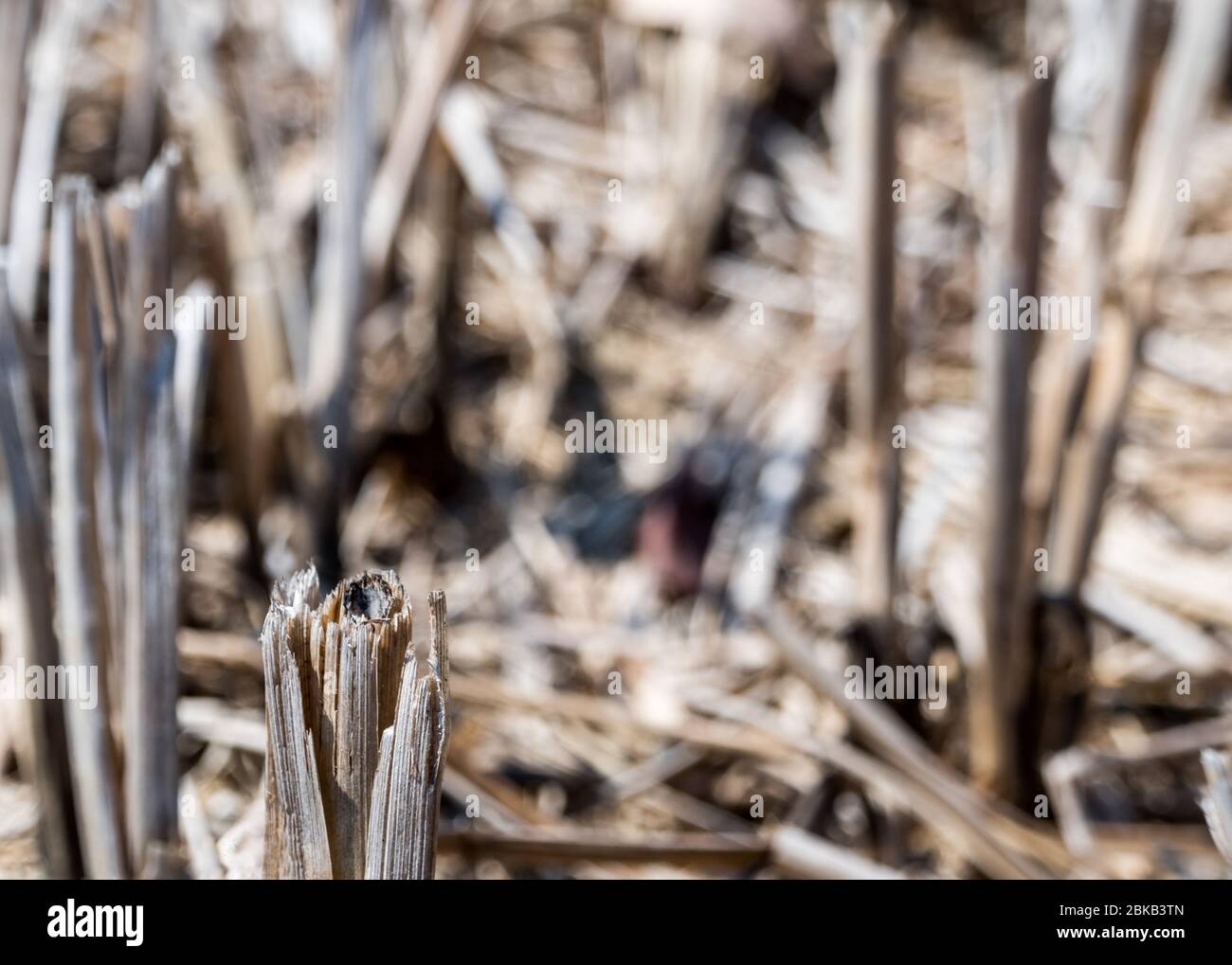 Dried rice stubble in the agricultural fields after harvest Stock Photo ...