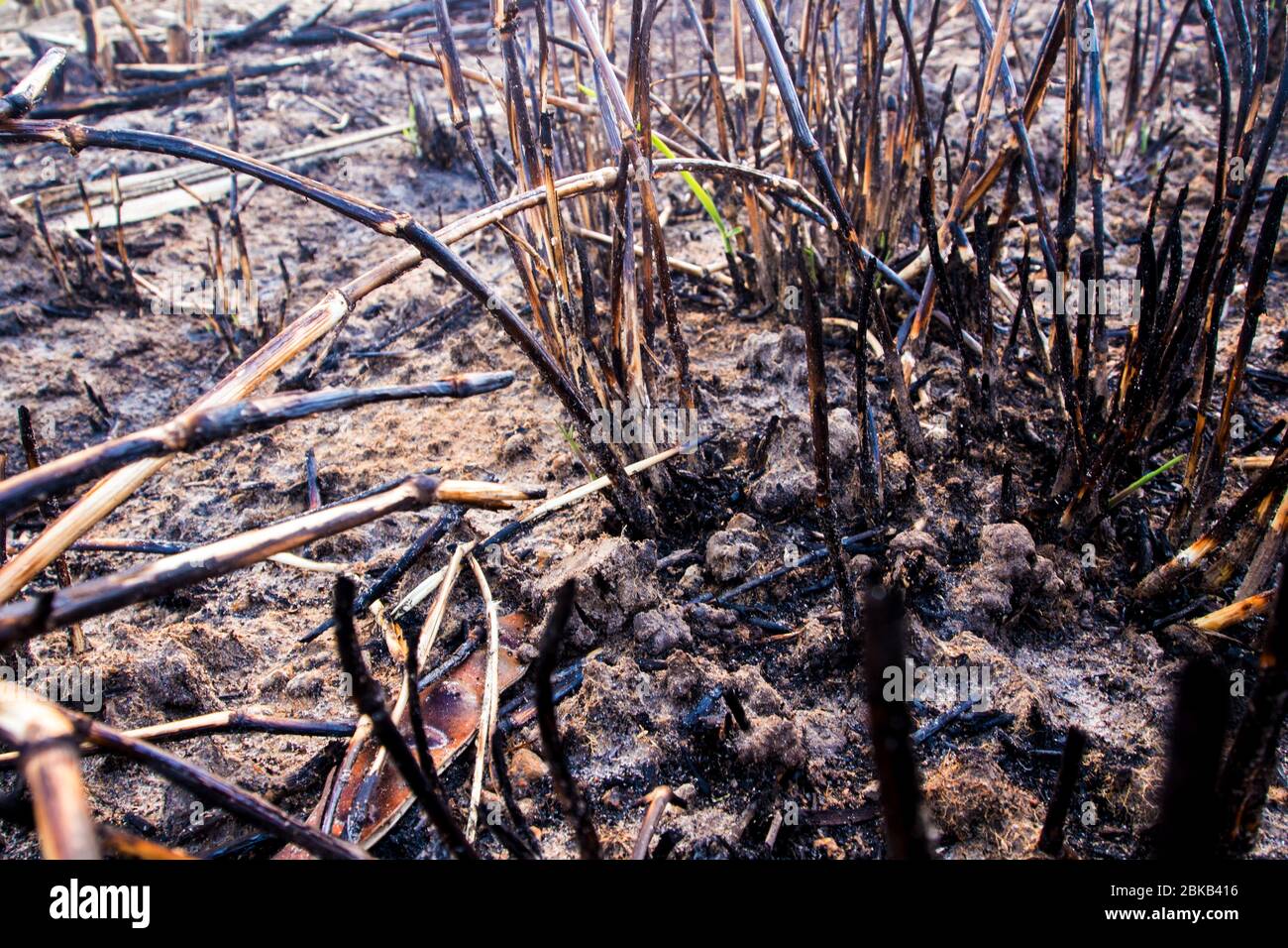 The black scorch of the grass was burn with fire to eliminate in the ...