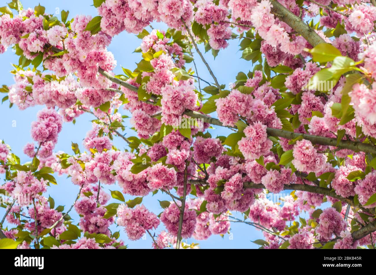 Sakura cherry flower blossom in spring. Spring floral branch. Beautiful ...