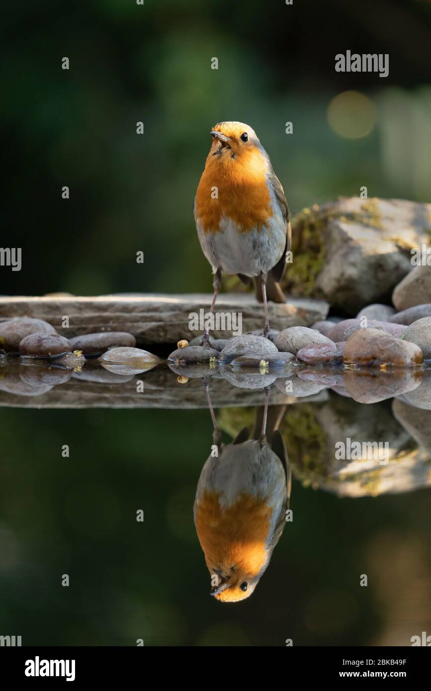 Robin photographed at a garden reflective pool in North Yorkshire Stock ...