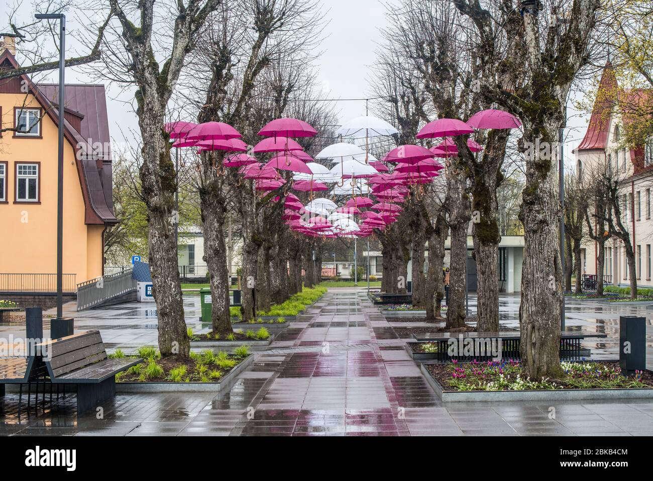 Ogre city is decorated with red and white umbrellas. Ogre. Latvia. May ...