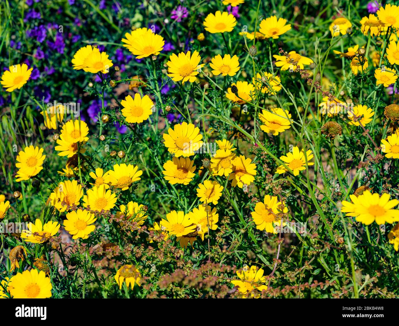 Yellow crown daisies hi-res stock photography and images - Alamy