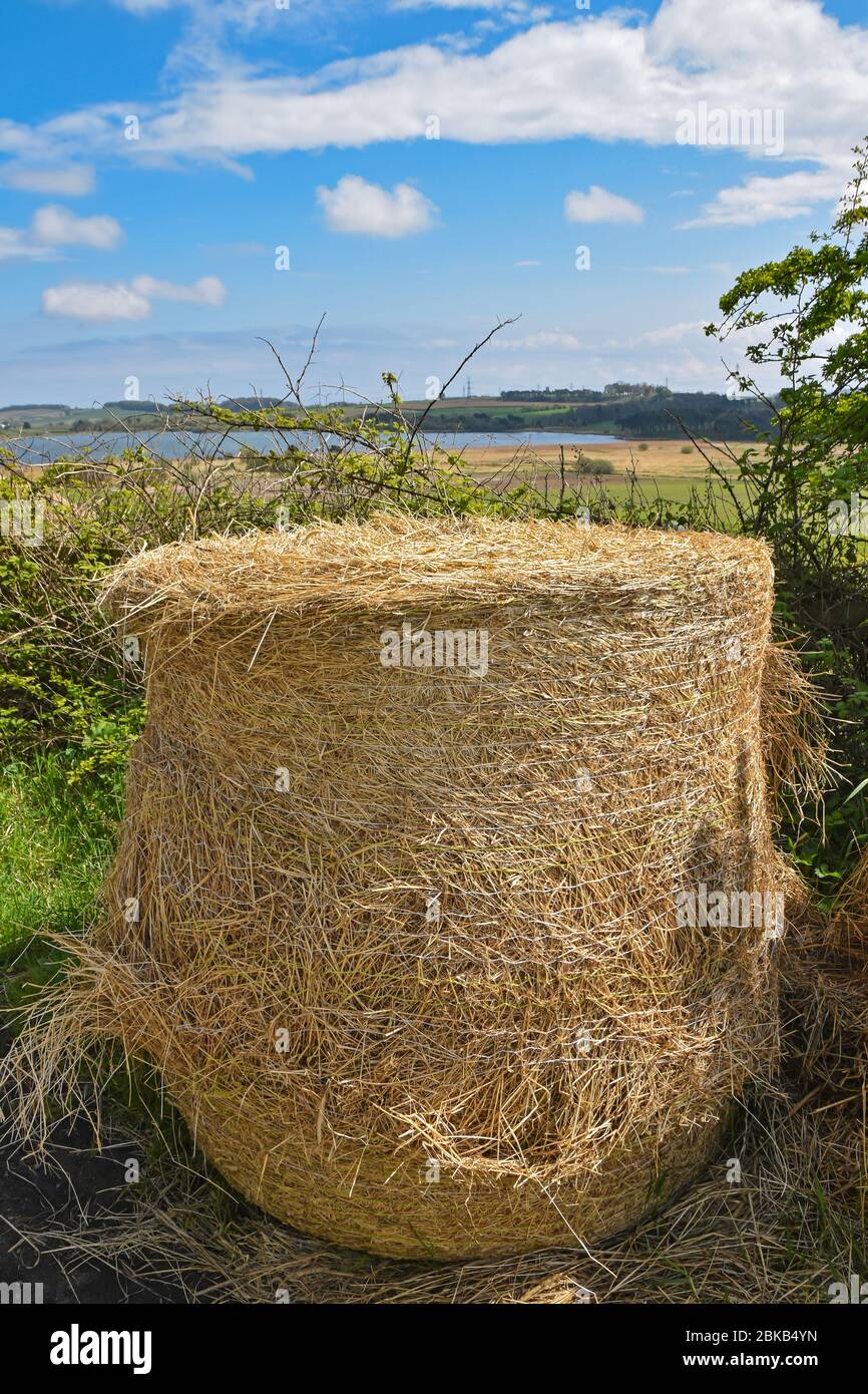 Single cylindrical haystack with blurred field background, blue sky and ...