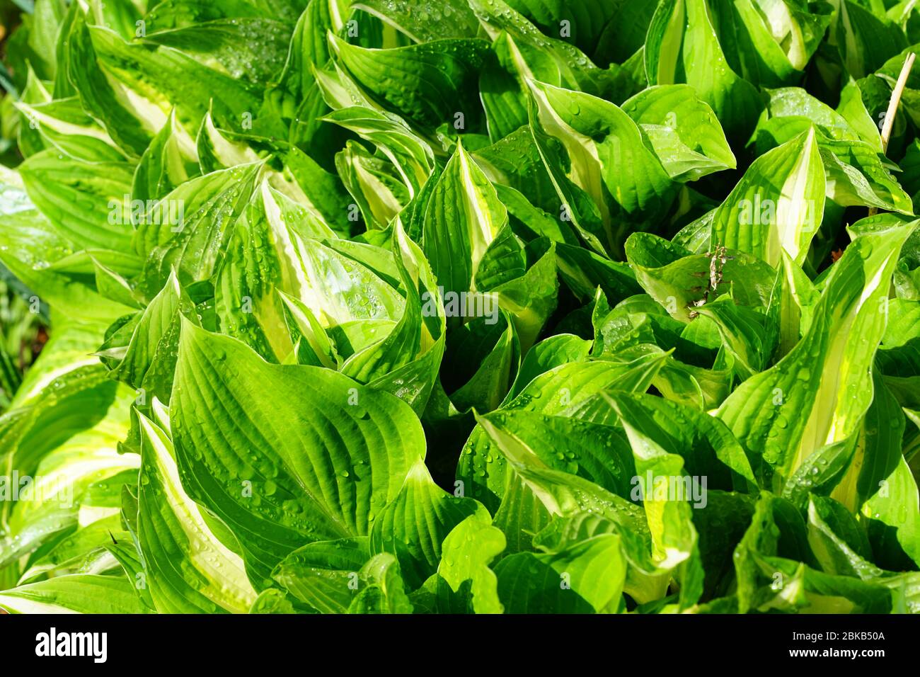 Border of green hosta plants in the shade garden Stock Photo - Alamy