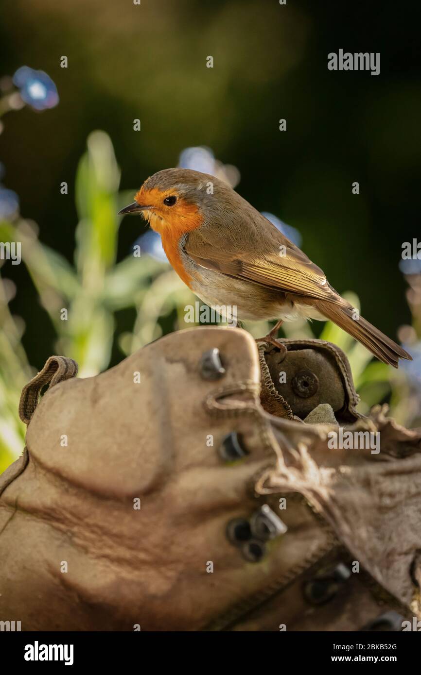 Vertical robin garden bird old leather walking boot planter hi-res ...