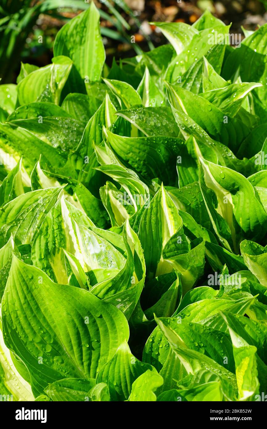 Border of green hosta plants in the shade garden Stock Photo - Alamy