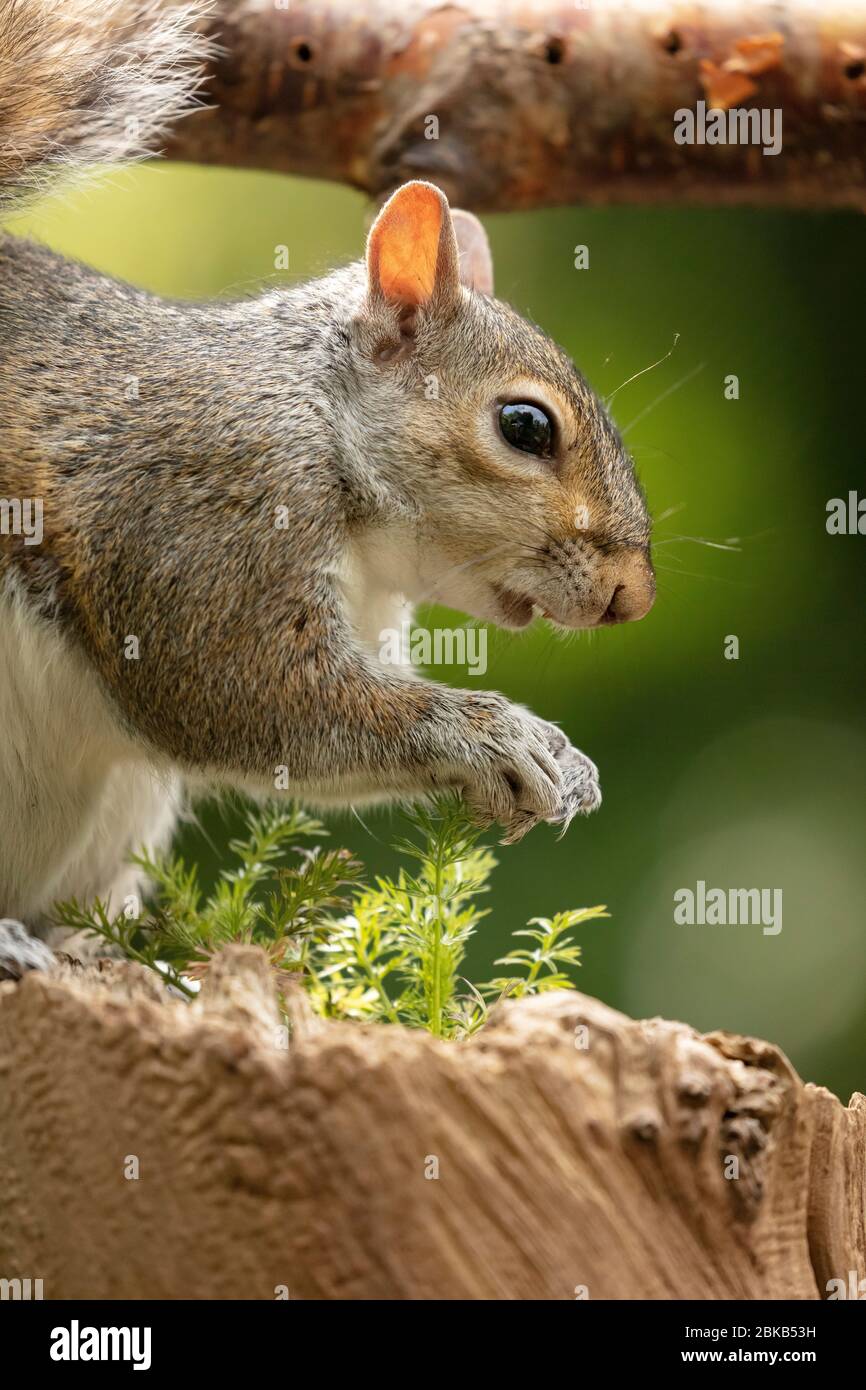 Squirrel with peanuts hi-res stock photography and images - Alamy
