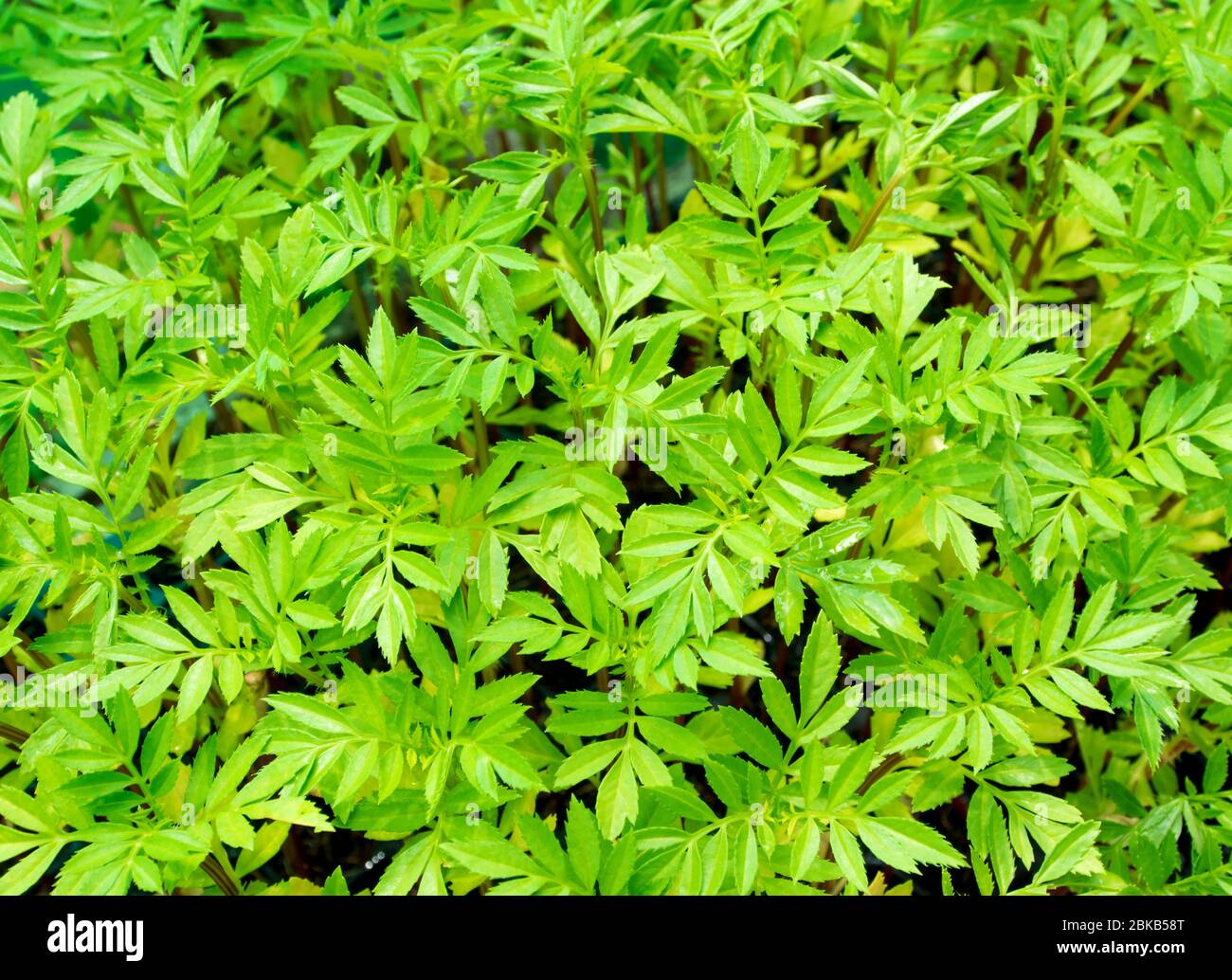 Texture of marigold seedling leaf in the seedling basket Stock Photo ...