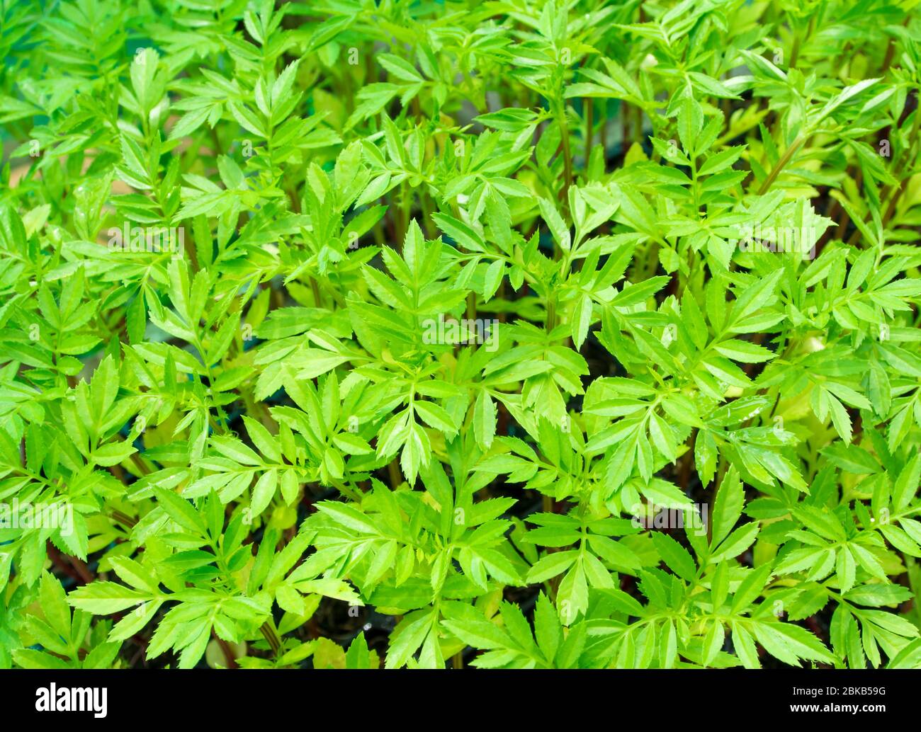 Texture of marigold seedling leaf in the seedling basket Stock Photo ...