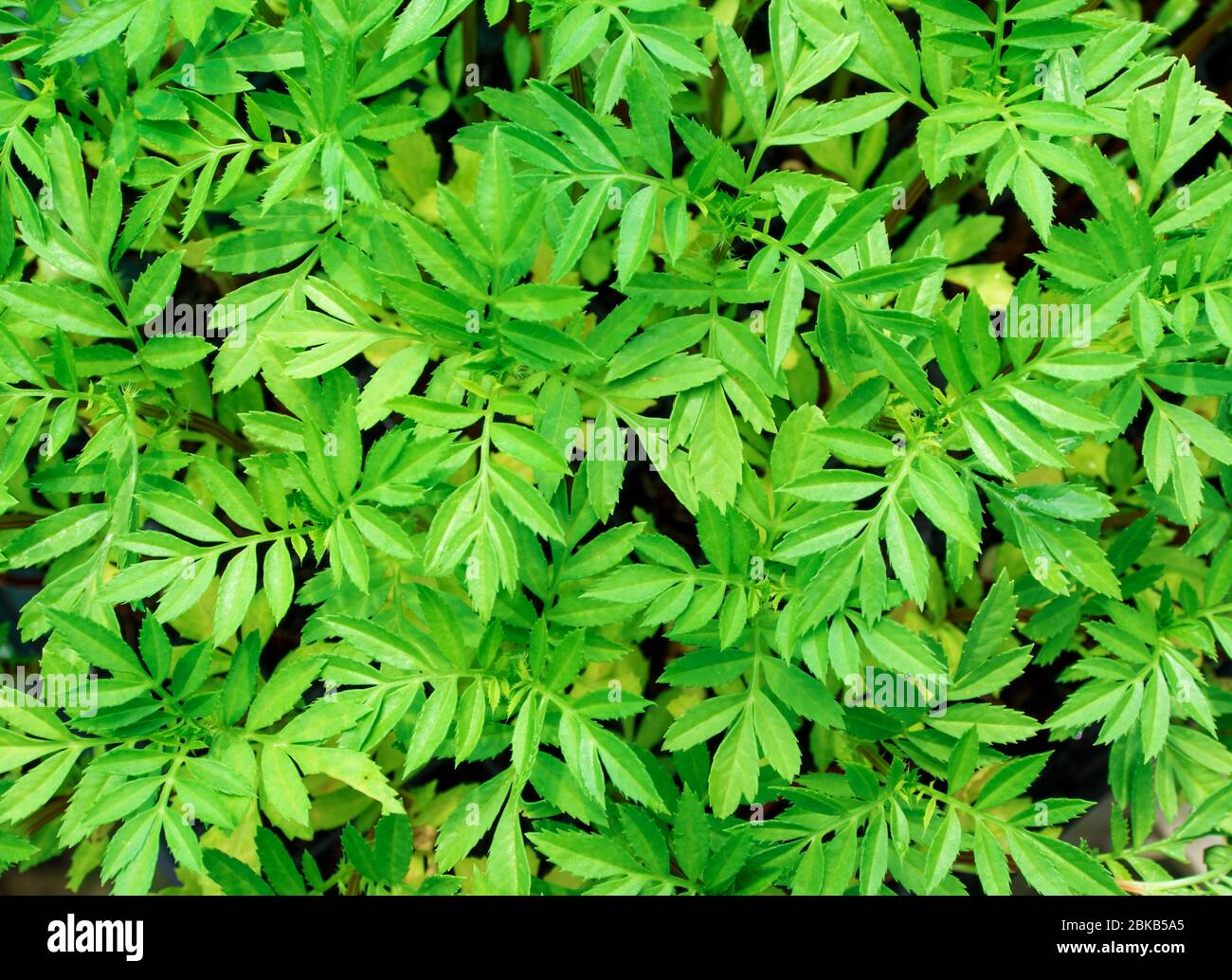 Texture of marigold seedling leaf in the seedling basket Stock Photo ...