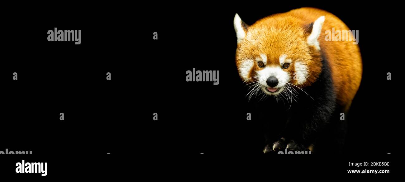 Red panda with a black background Stock Photo - Alamy