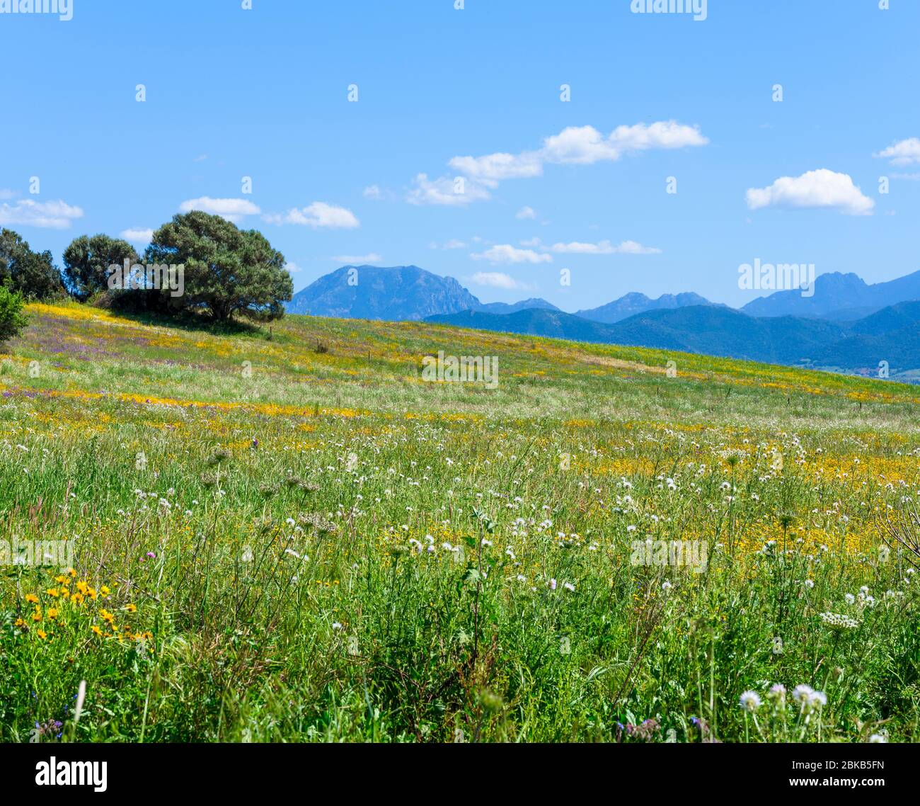 Natural spring scene in South Sardinia. Fresh grass and wild flowers on ...