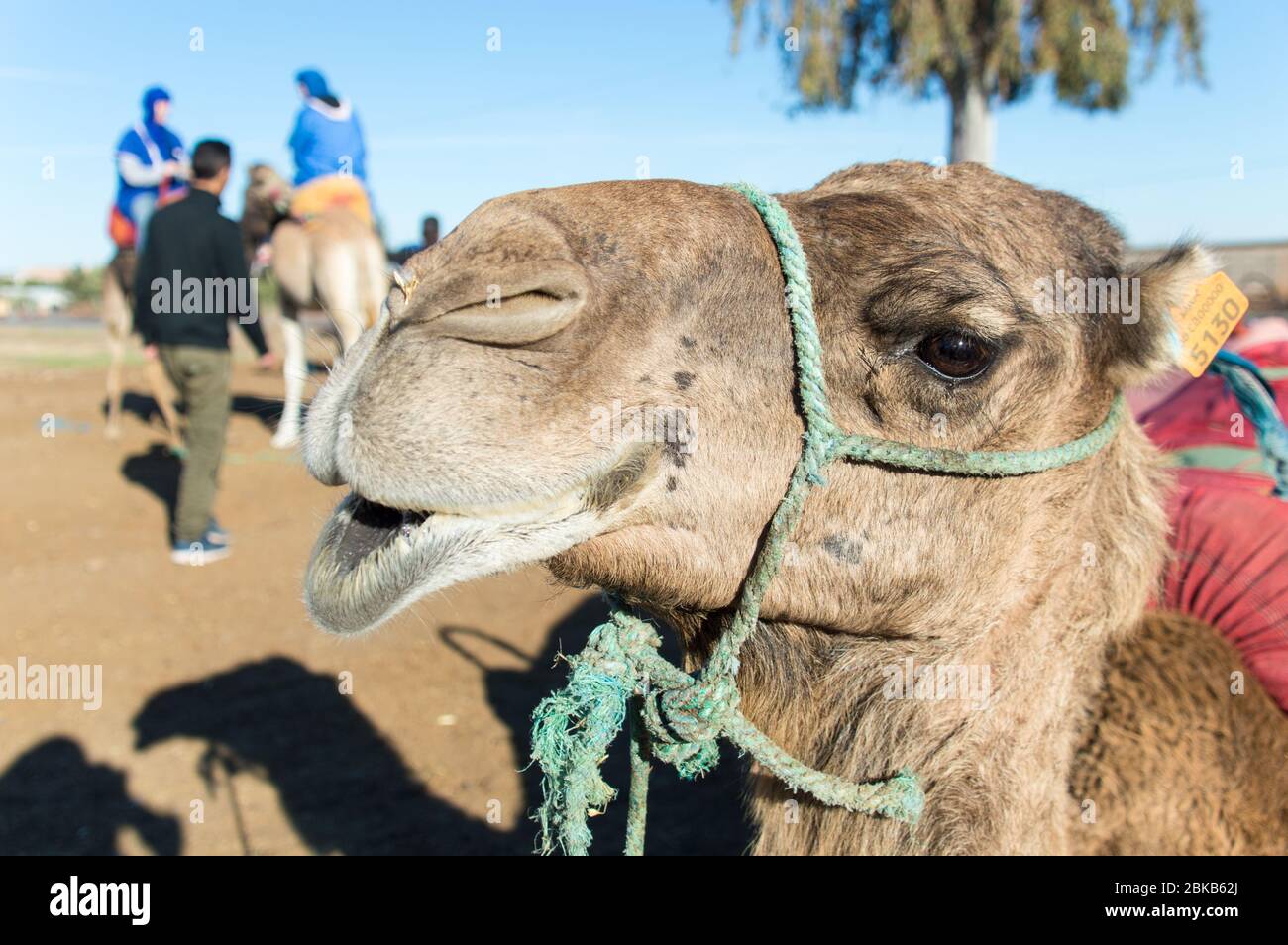 On back of camel hi-res stock photography and images - Alamy