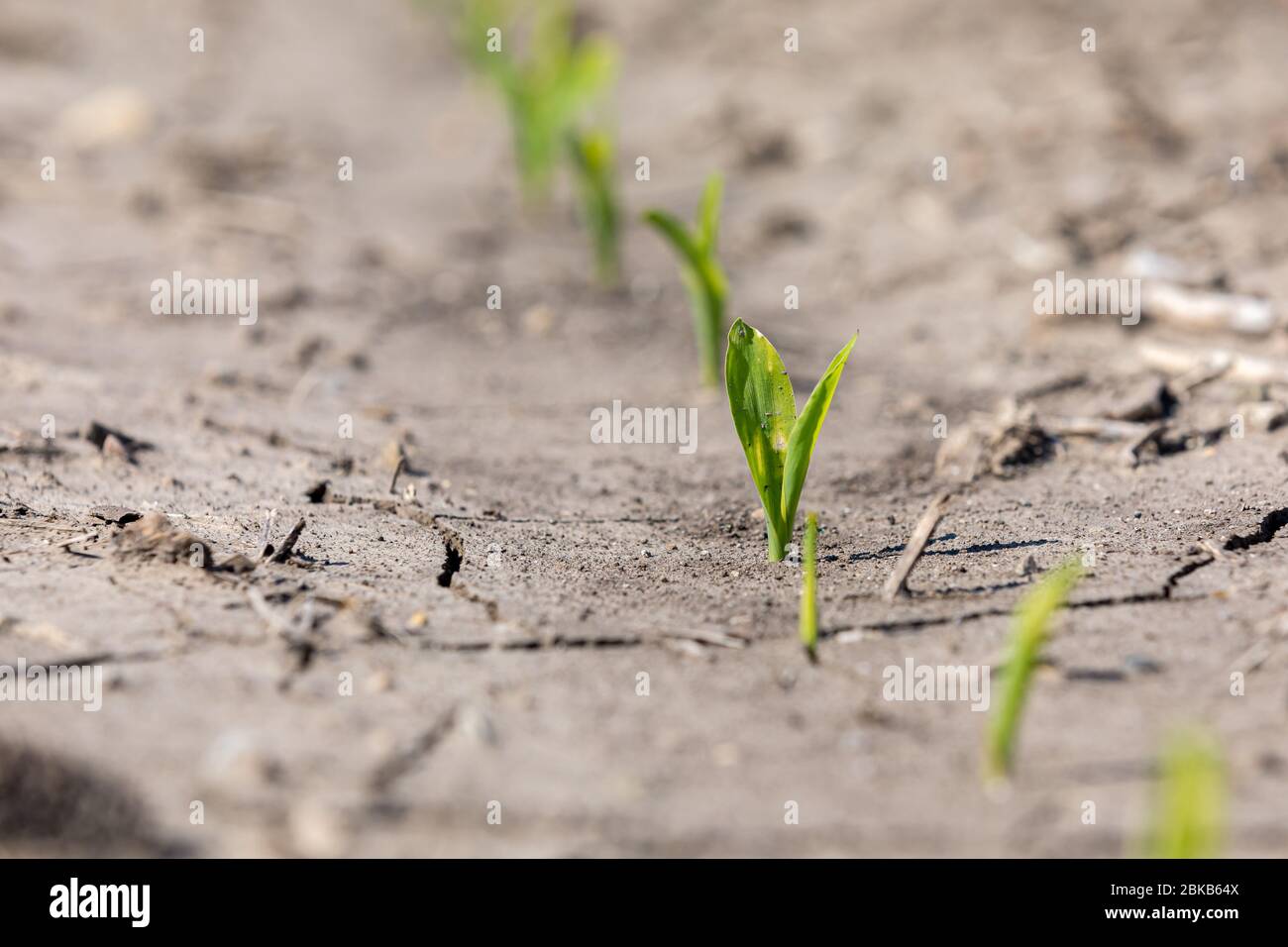 Young new corn plant, VE growth stage, emerging in farm field. Rain and ...