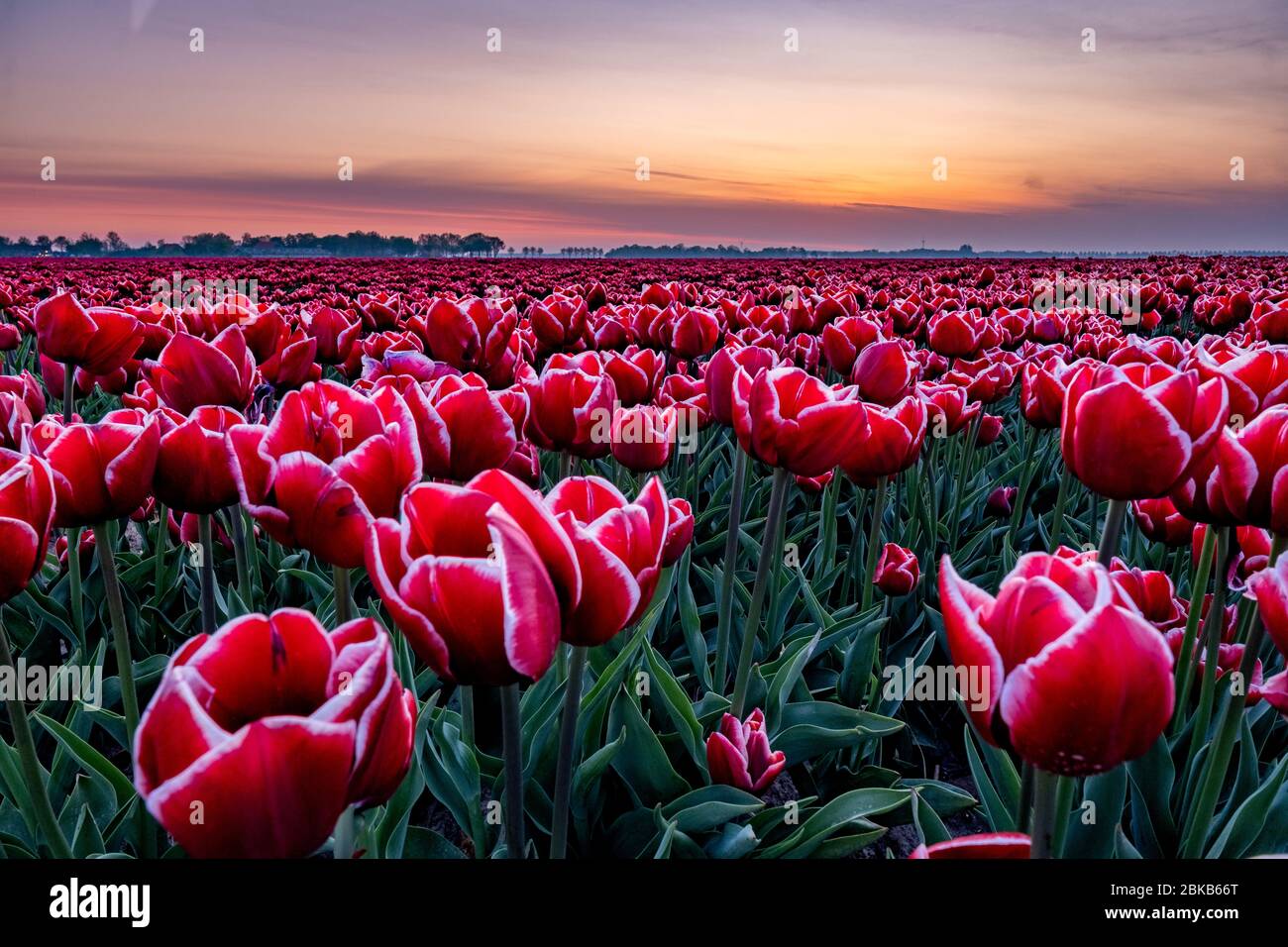 Tulip flower field in the Netherlands Noordoostpolder during sunset ...