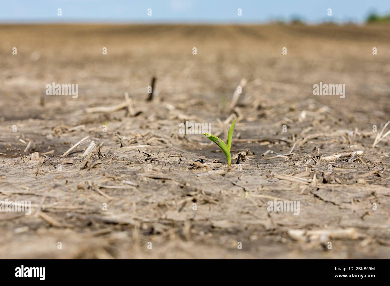 Young new corn plant, VE growth stage, emerging in farm field. Rain and ...