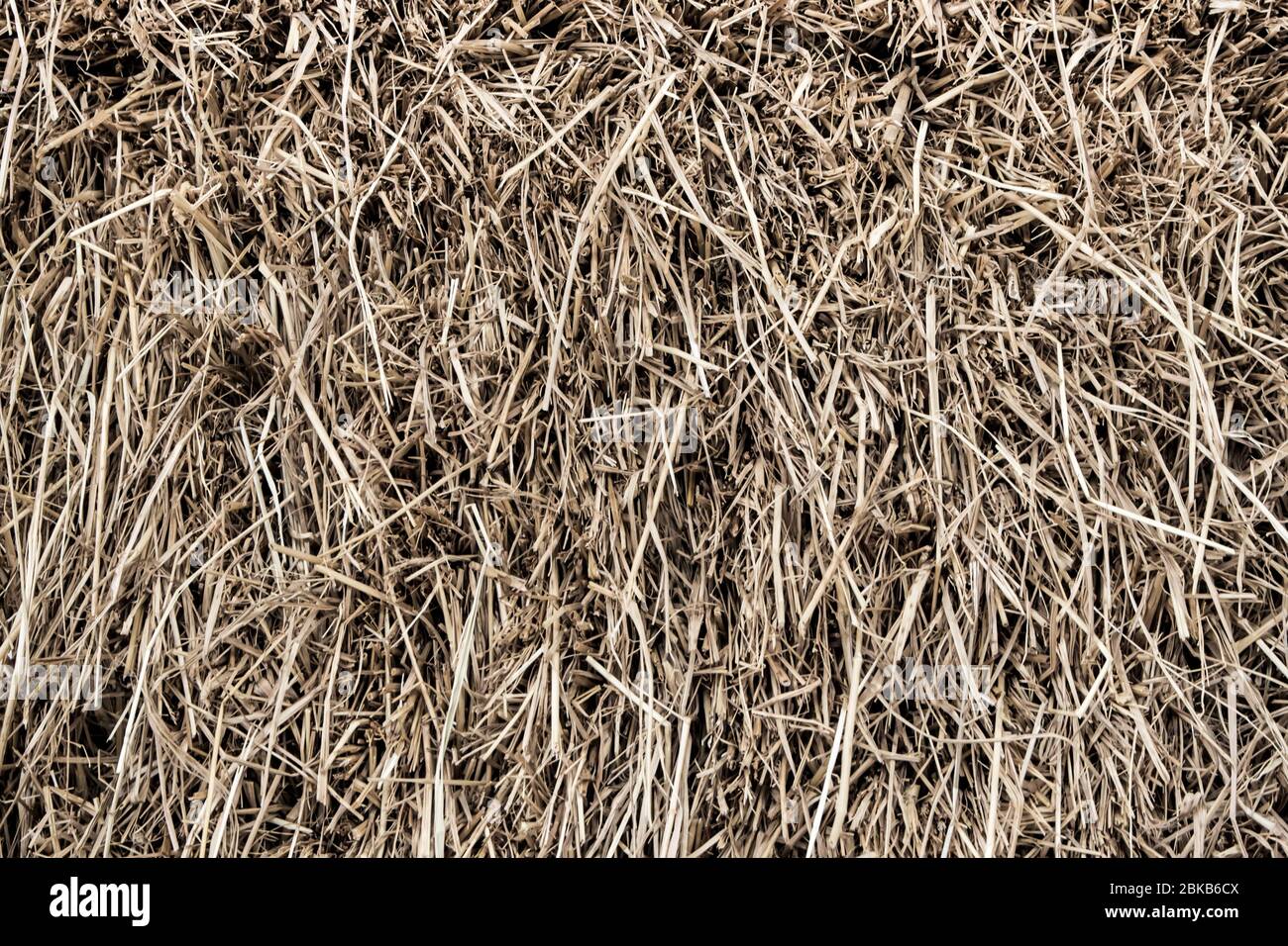 Texture of piled dried straw for animal feed Stock Photo - Alamy