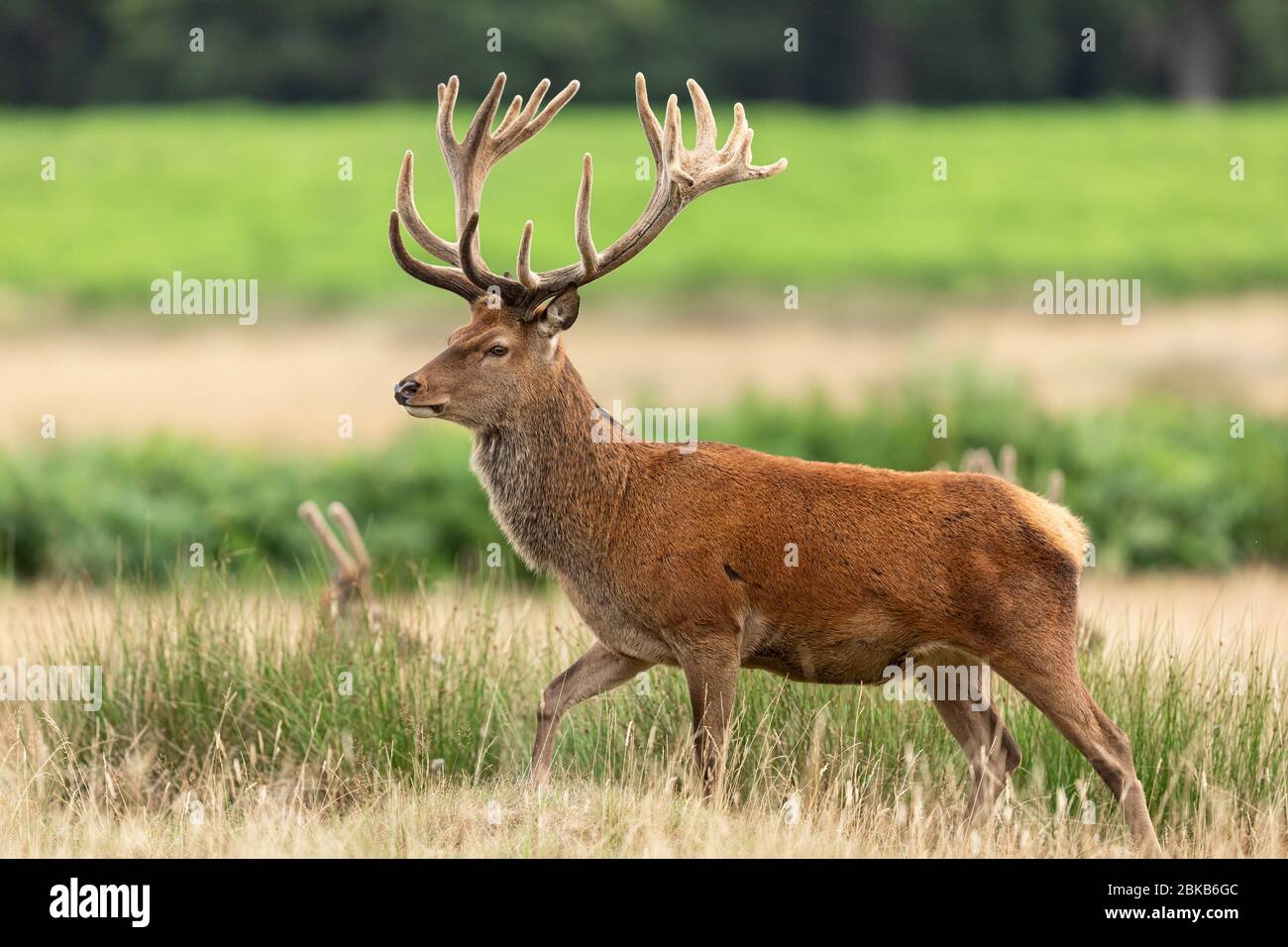 Red deer in the england forest Stock Photo - Alamy