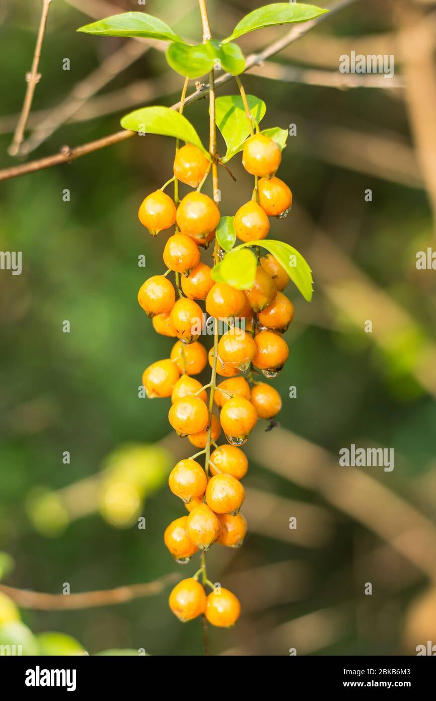 Close up Small seed of Duranta repens Flower on tree Stock Photo - Alamy