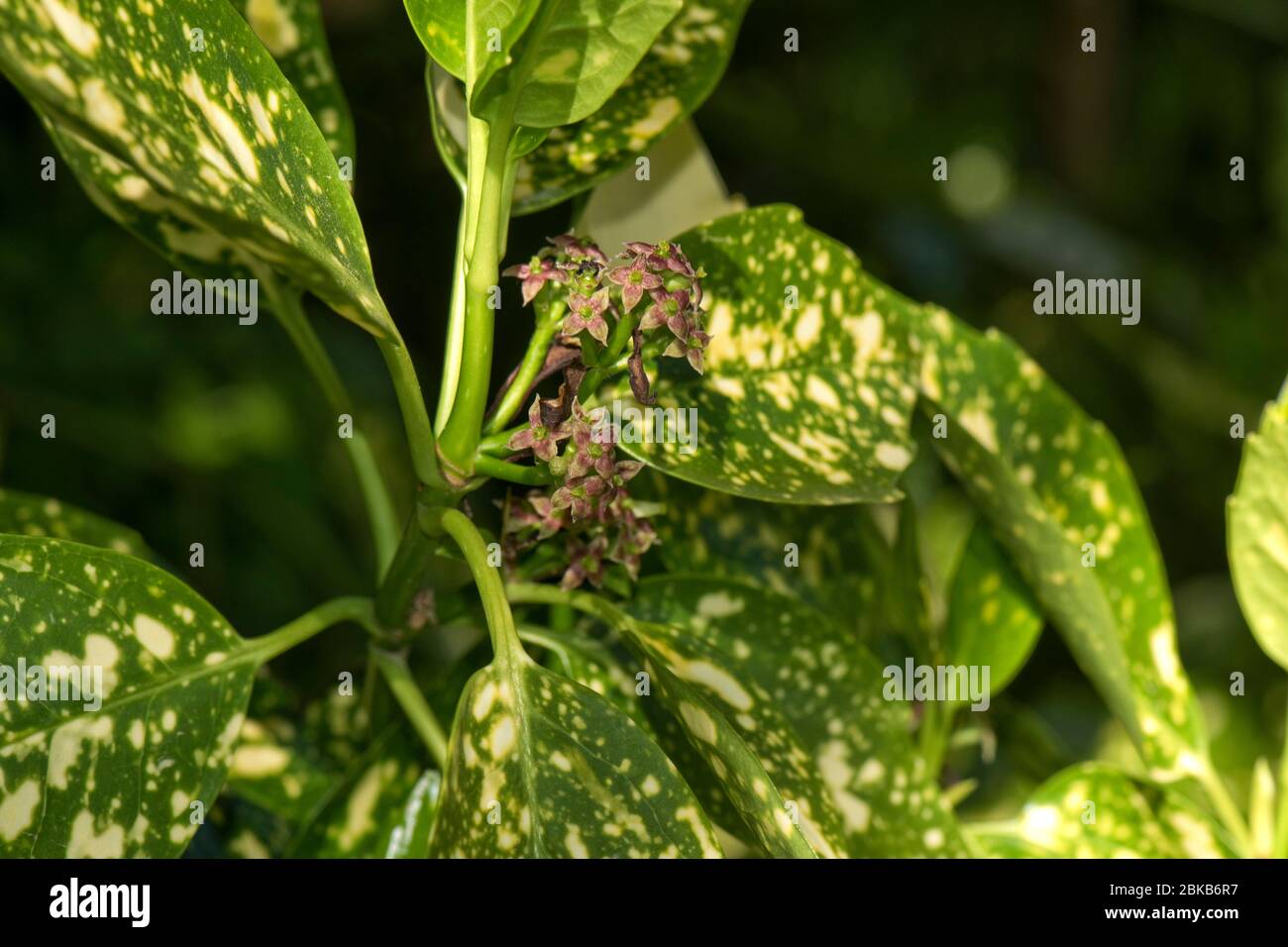 Japanese or spotted laurel (Aucuba japonica) red inconspicuous flowers ...