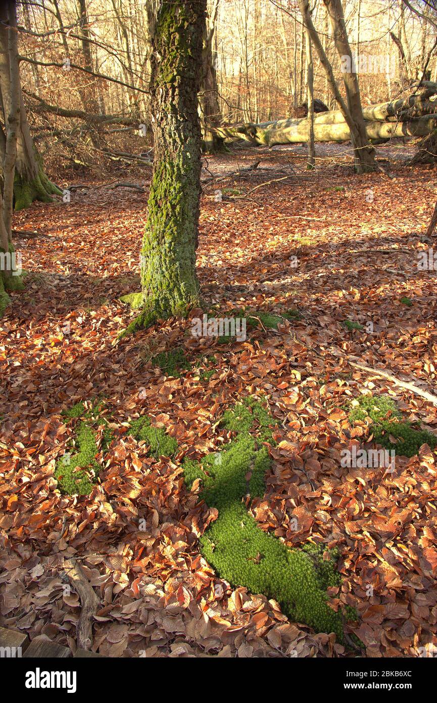 various beeches and oaks of the Sababurg jungle Stock Photo - Alamy