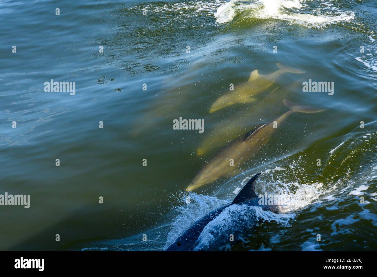 Dolphin Pod Surfing Below Wave from boat Stock Photo - Alamy