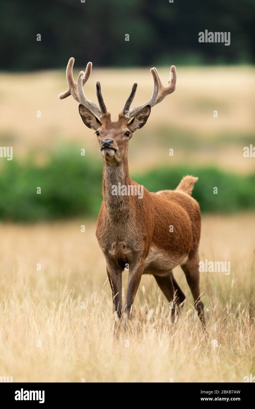Red deer in the england forest Stock Photo - Alamy