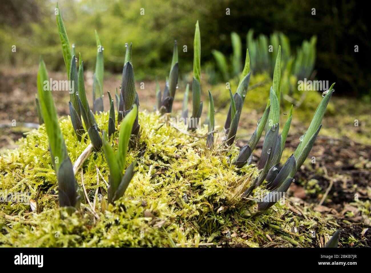 Hosta gardens hi-res stock photography and images - Alamy