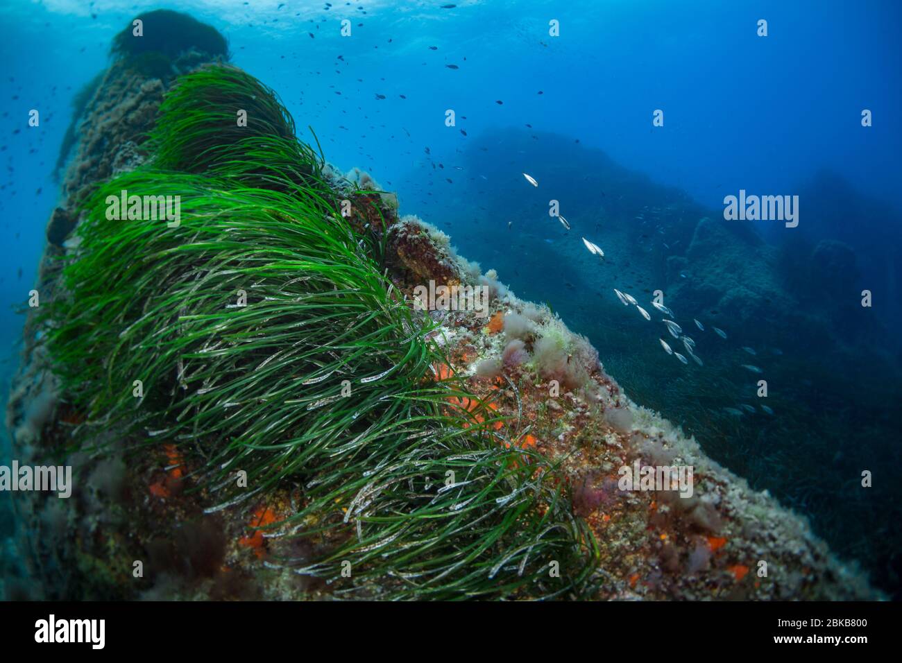 Seagrass-Posidonie (Posidonia oceanica) of mediterranean sea Stock ...