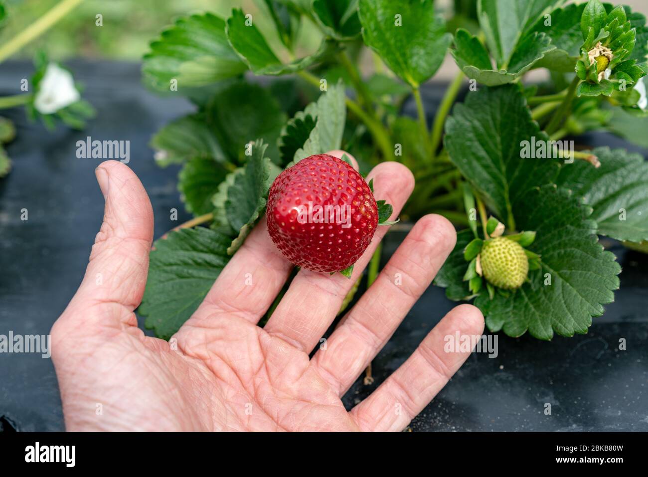 Strawberry growing on the vine Stock Photo - Alamy