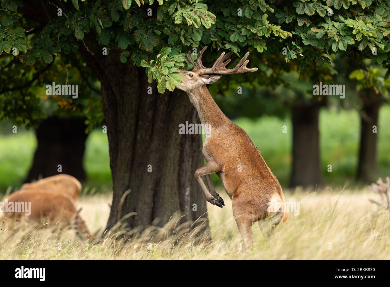 Red deer in the england forest Stock Photo - Alamy