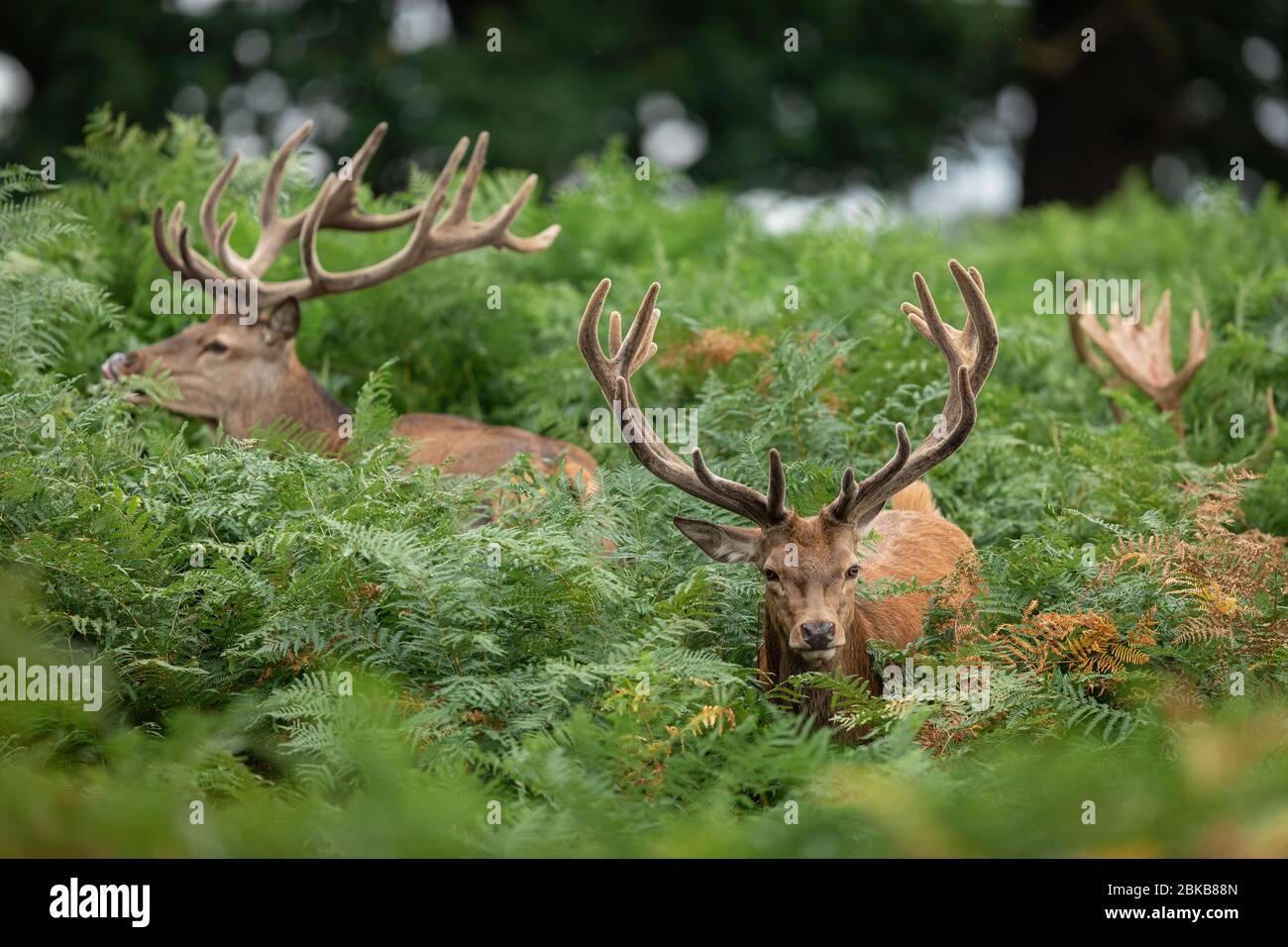 Red deer in the england forest Stock Photo - Alamy